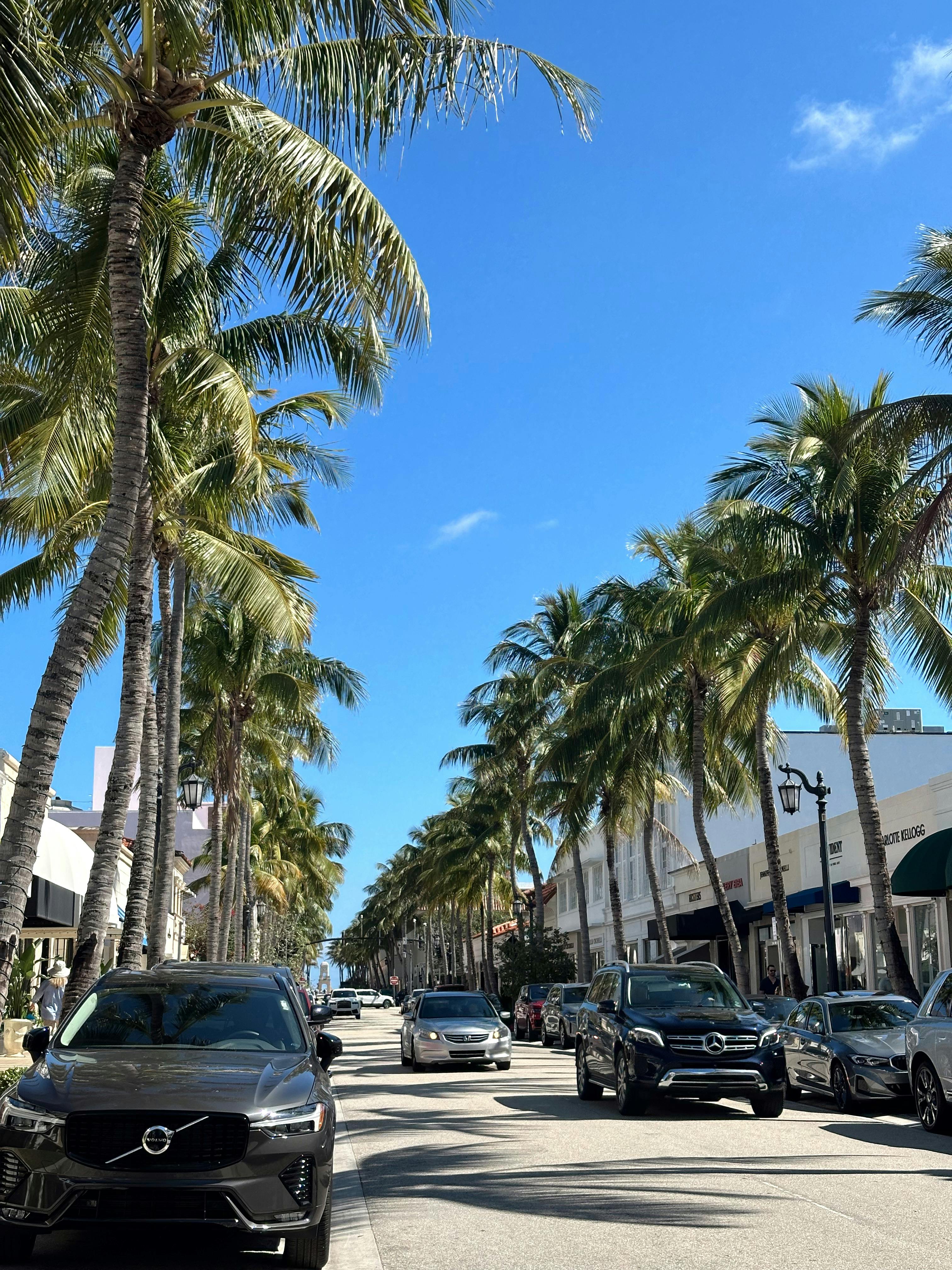 Palm Tree Lined Street in Beverly Hills · Free Stock Photo