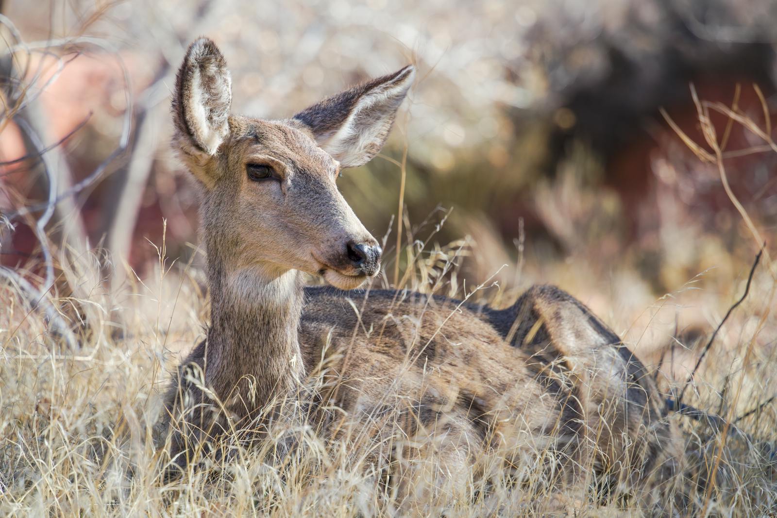 Deer Mouse Photos, Download The BEST Free Deer Mouse Stock Photos & HD ...
