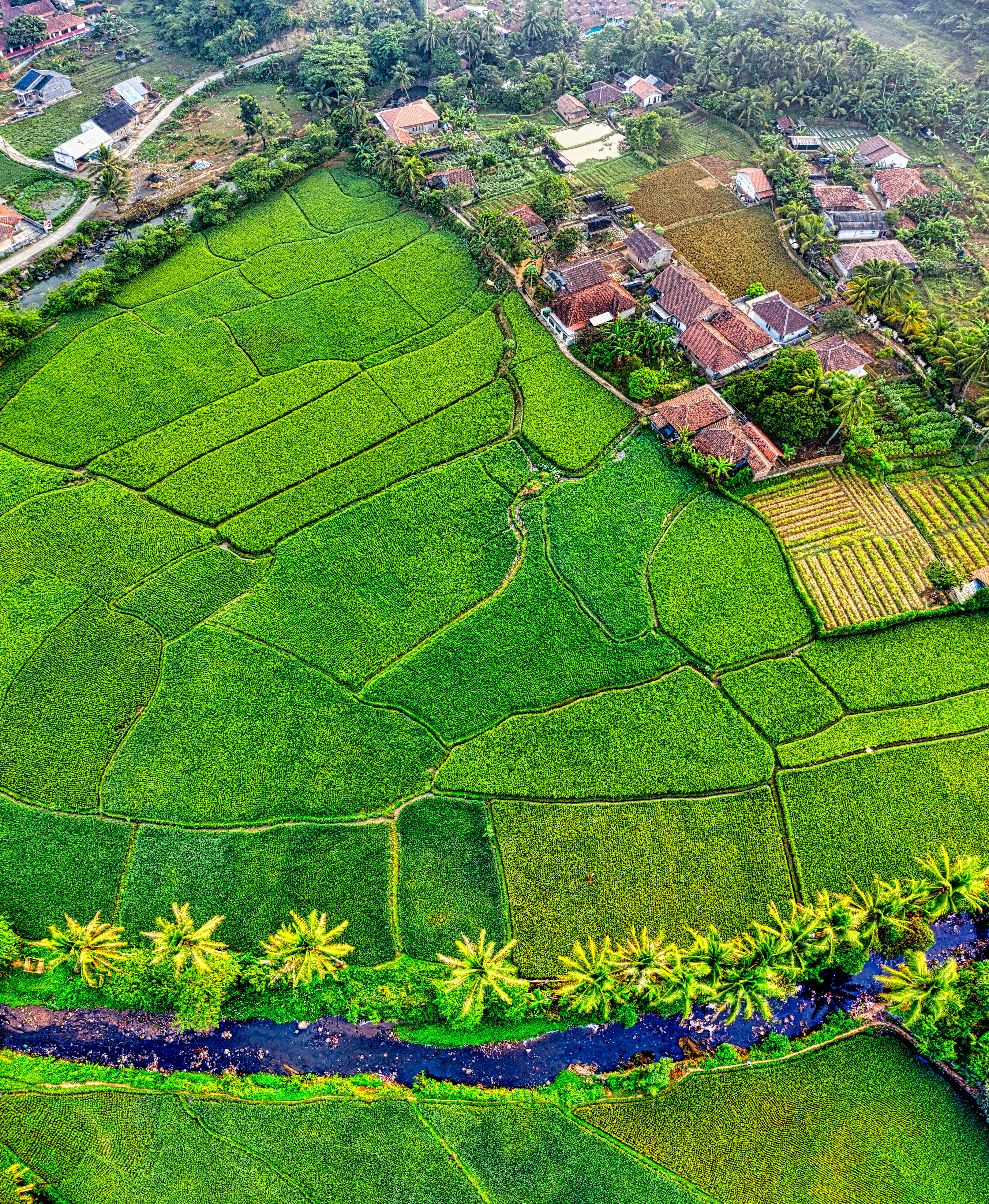 Aerial Photo of Rice Field · Free Stock Photo