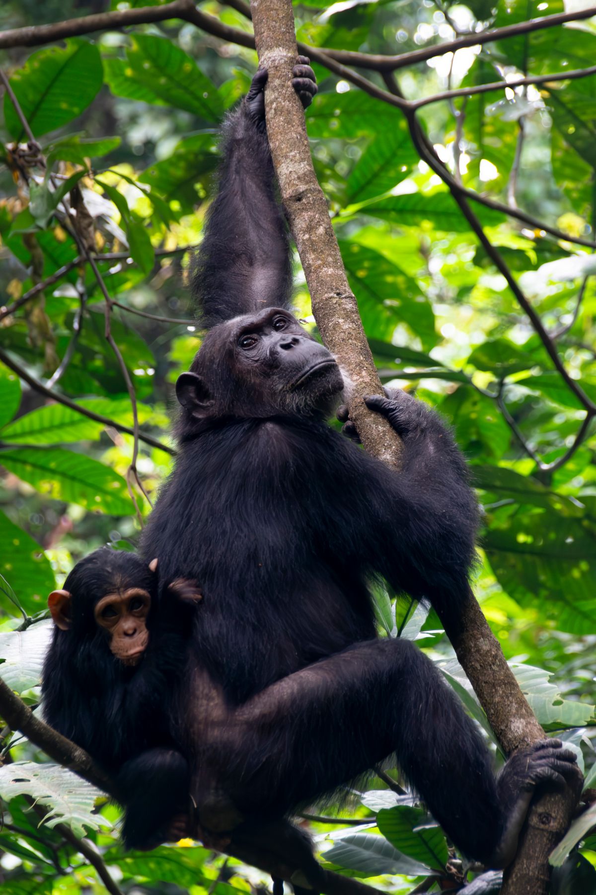 Chimpanzee Photos, Download The BEST Free Chimpanzee Stock Photos & HD ...