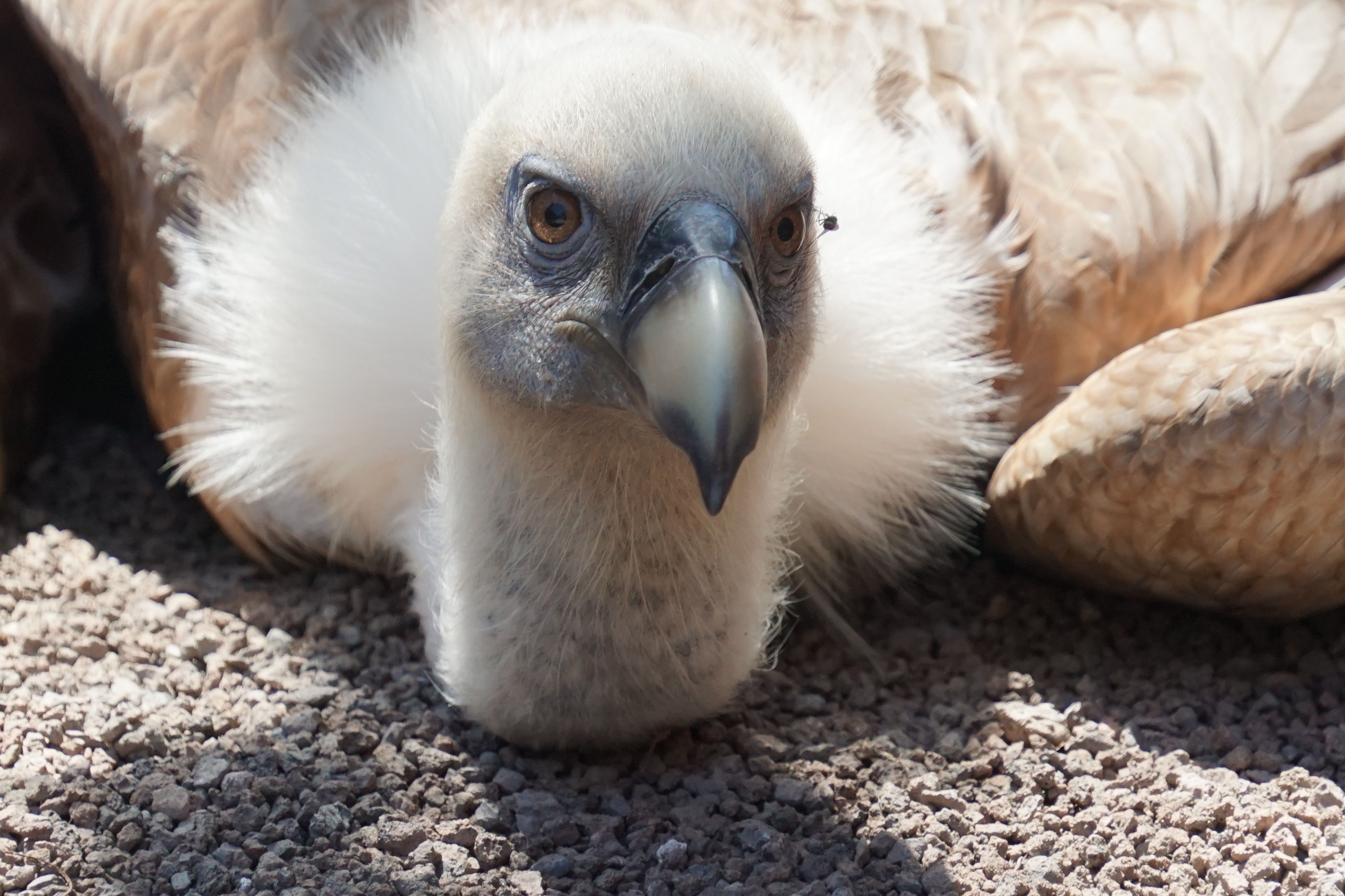 Close-Up of Lappet-Faced Vulture Resting · Free Stock Photo