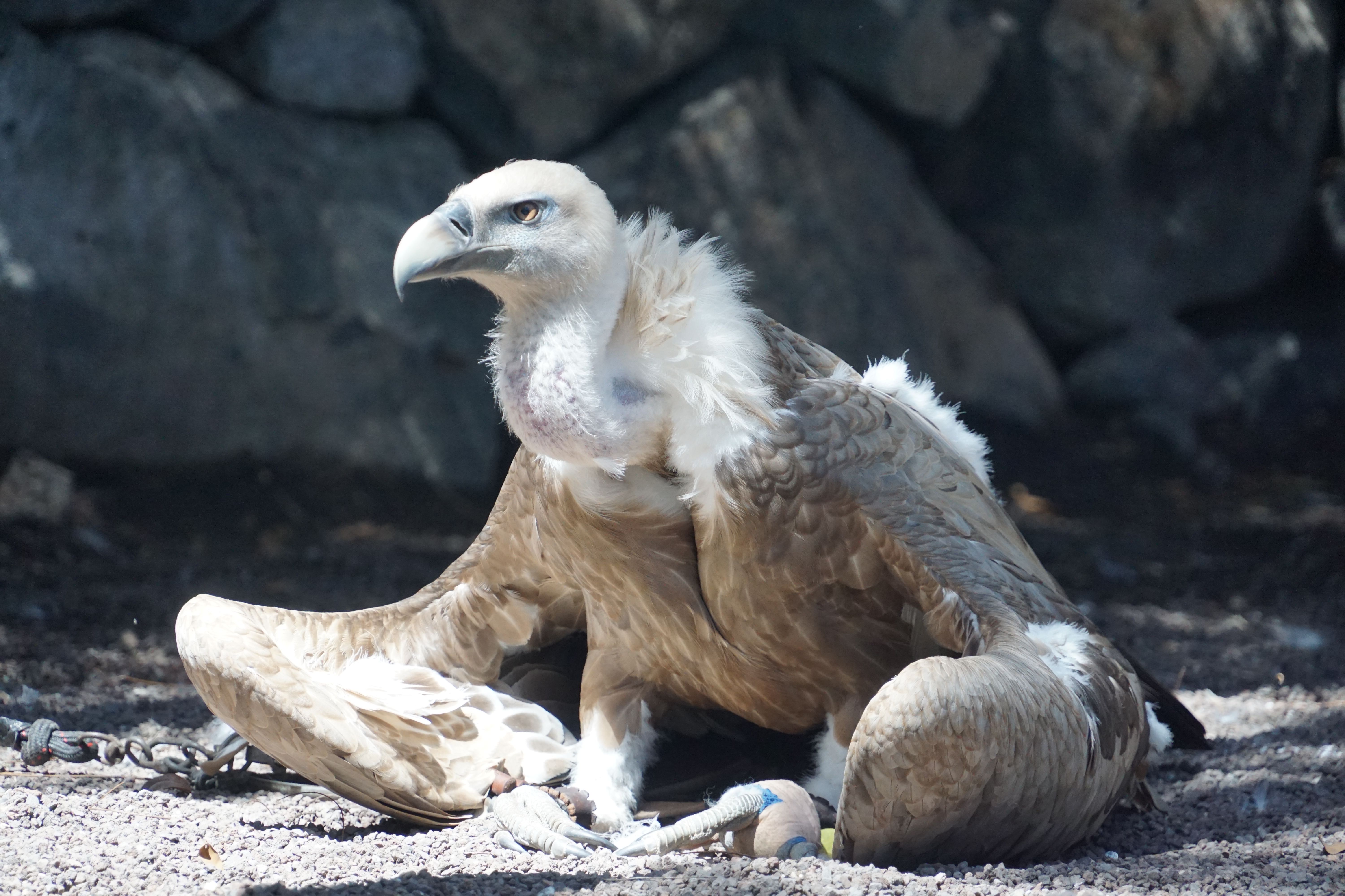 Close-up of Vulture Resting in Natural Habitat · Free Stock Photo