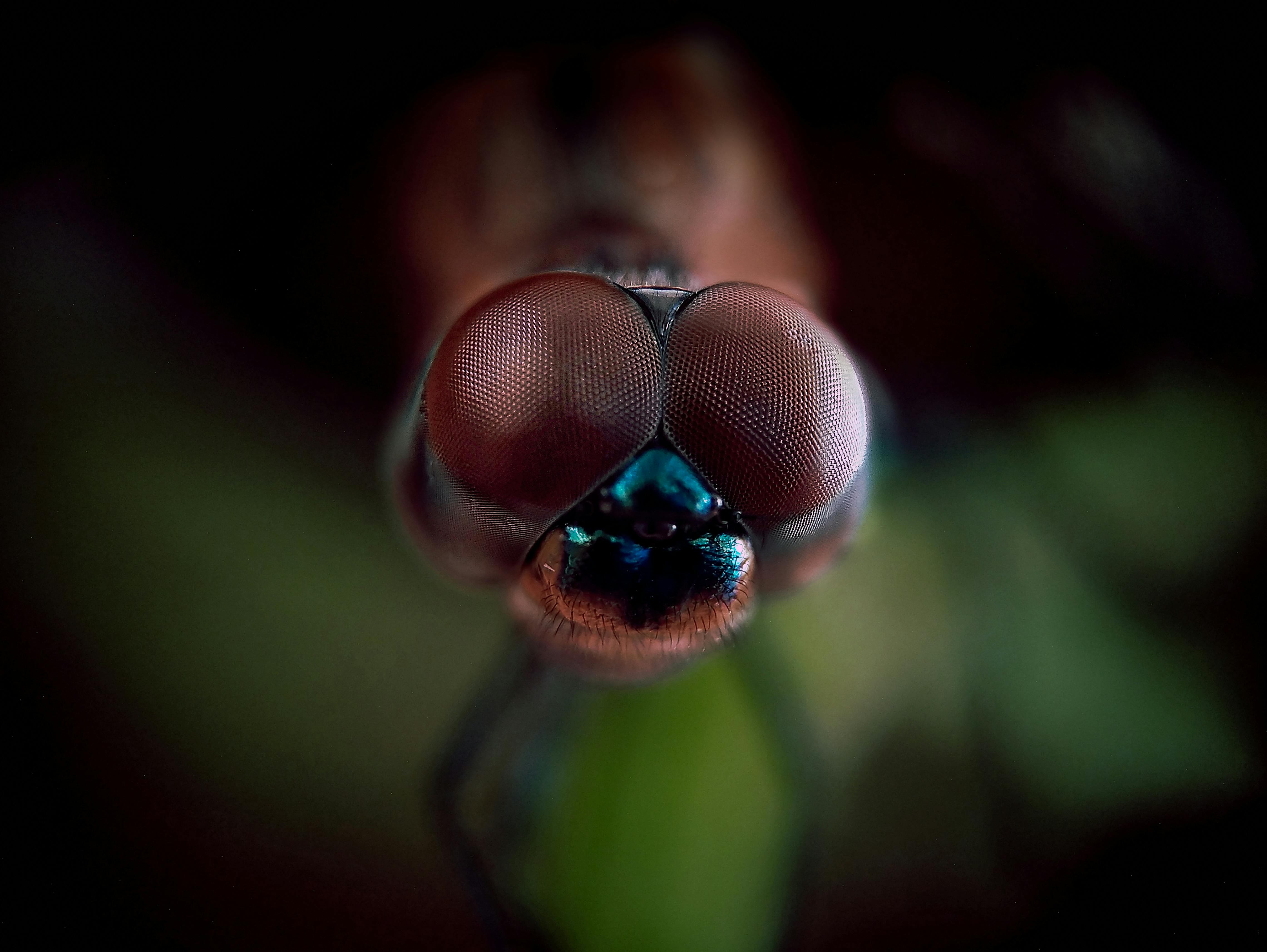 Close-Up of Dragonfly's Compound Eyes · Free Stock Photo