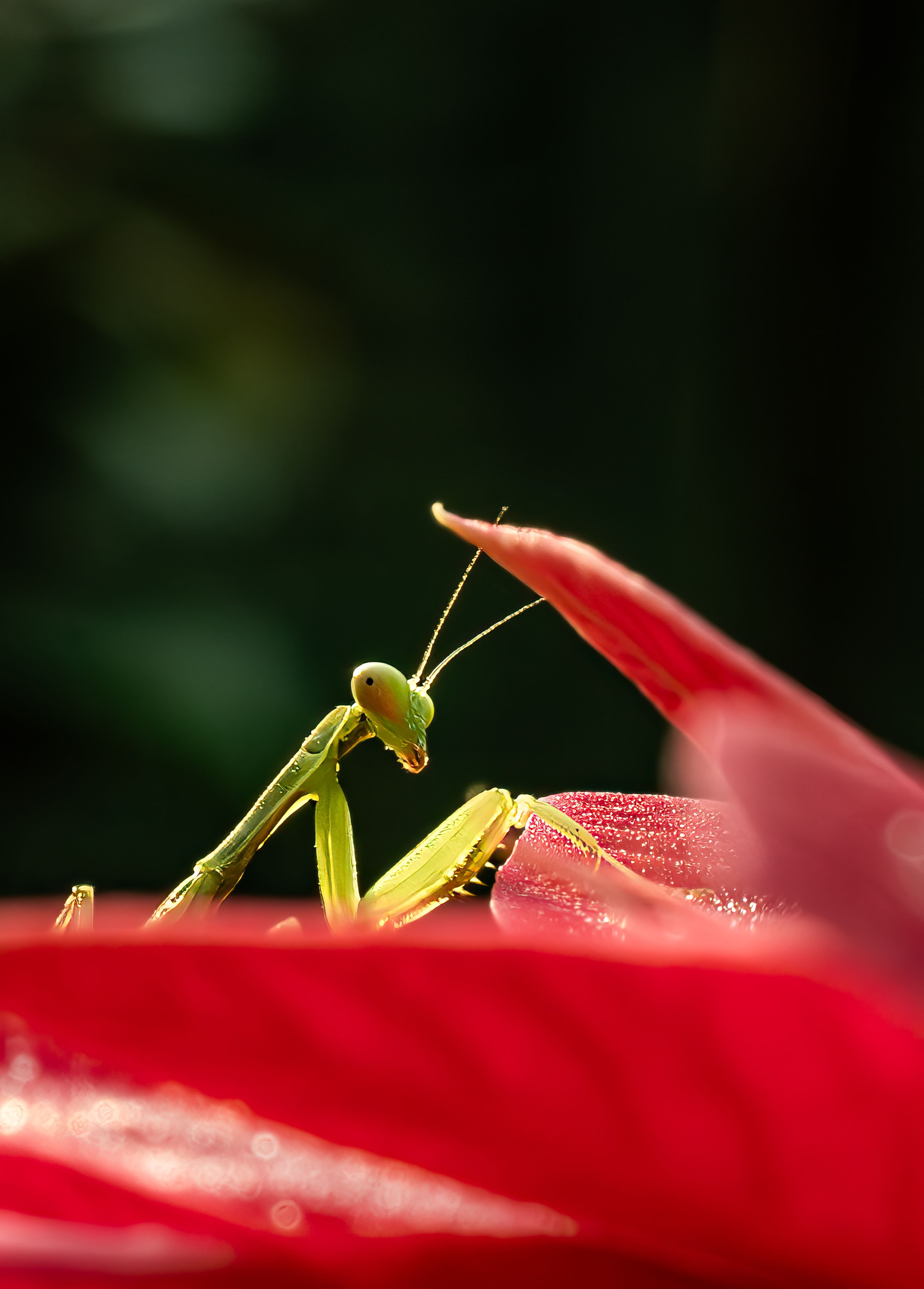Praying Mantis on Red Petals in Sunlight · Free Stock Photo
