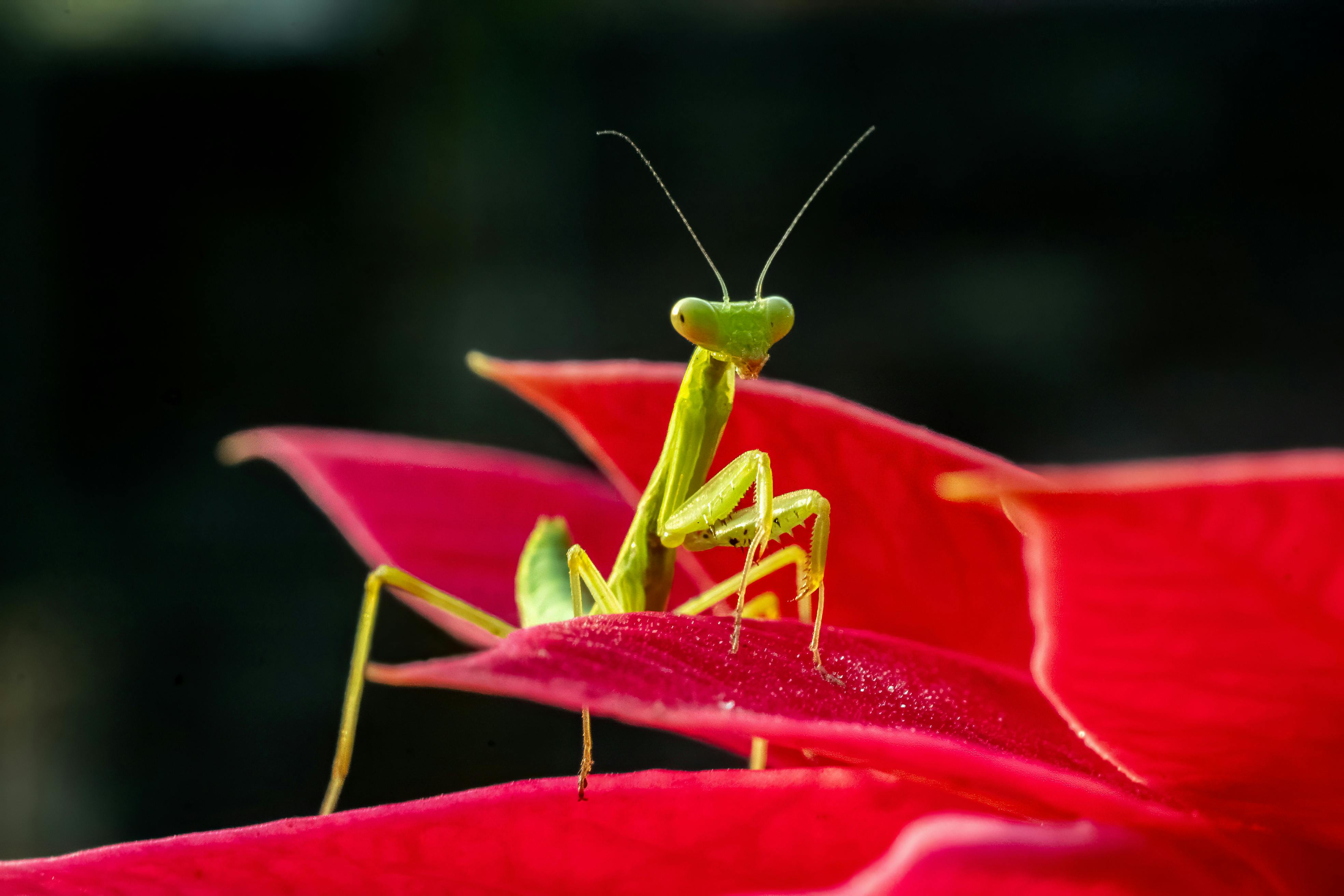 Flower Mantises: Types, Behavior, and Where to Buy Them