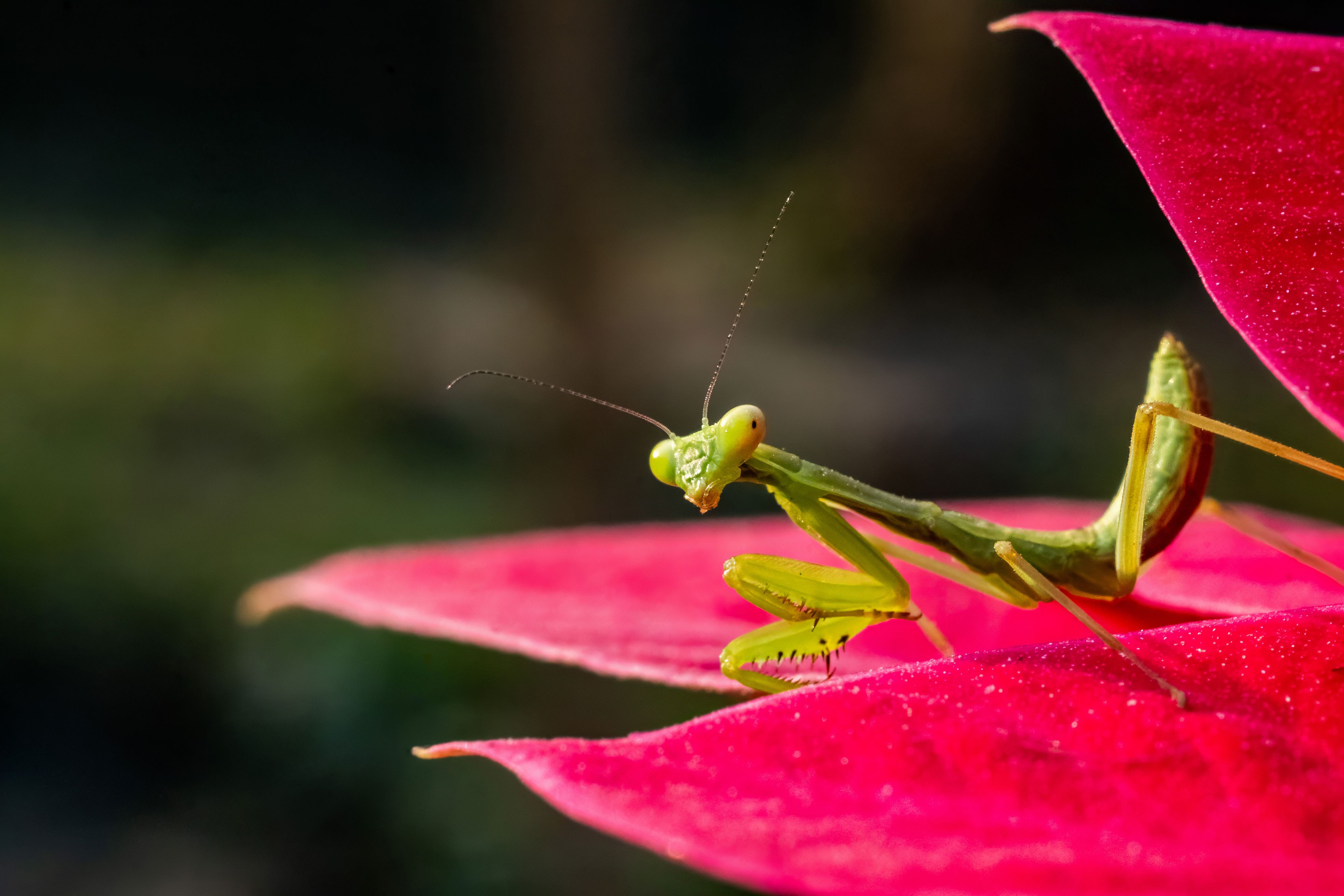 Close-up of Green Praying Mantis on Red Leaf · Free Stock Photo