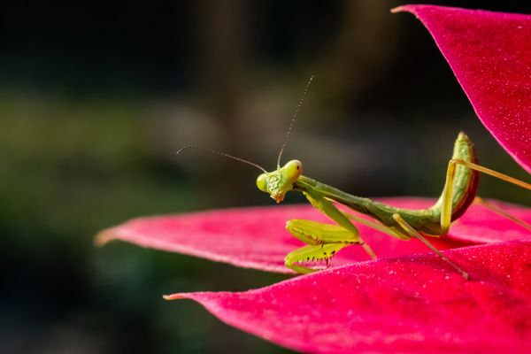 Animal Praying Photos, Download The BEST Free Animal Praying Stock ...