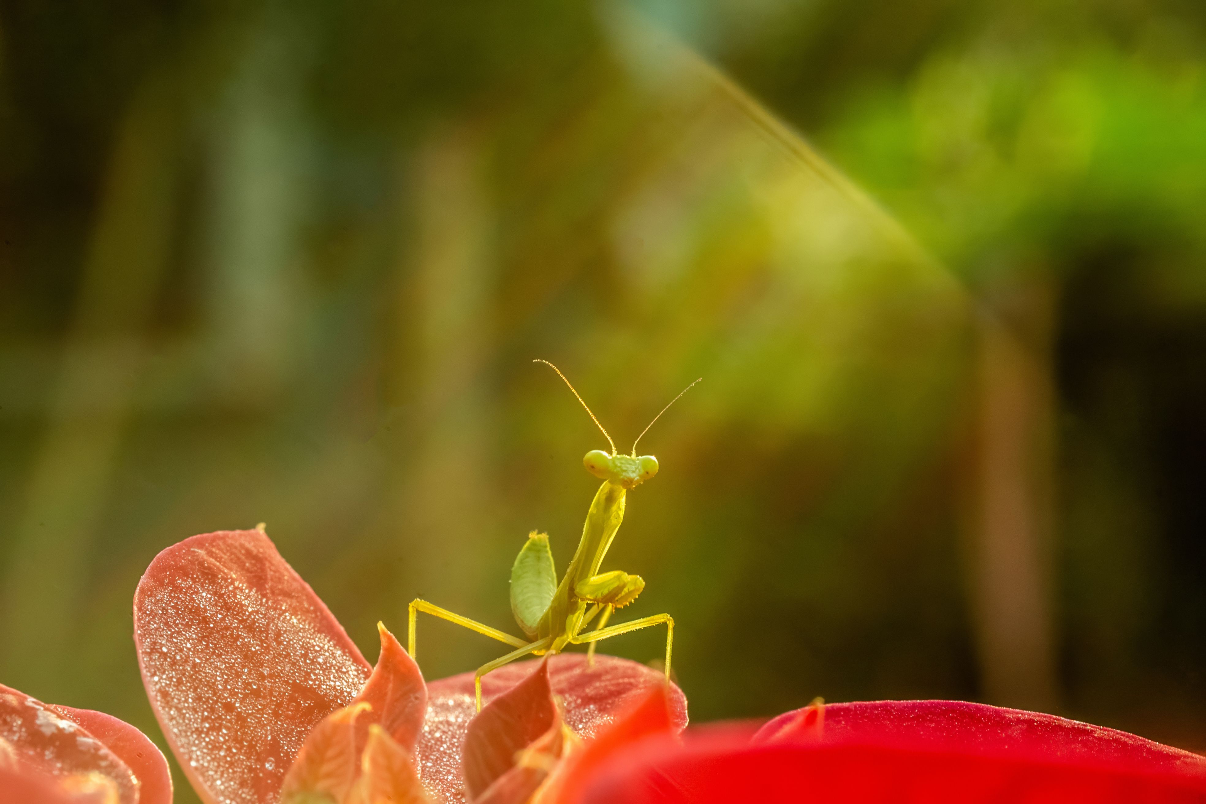 Praying Mantis on Vibrant Red Petals · Free Stock Photo