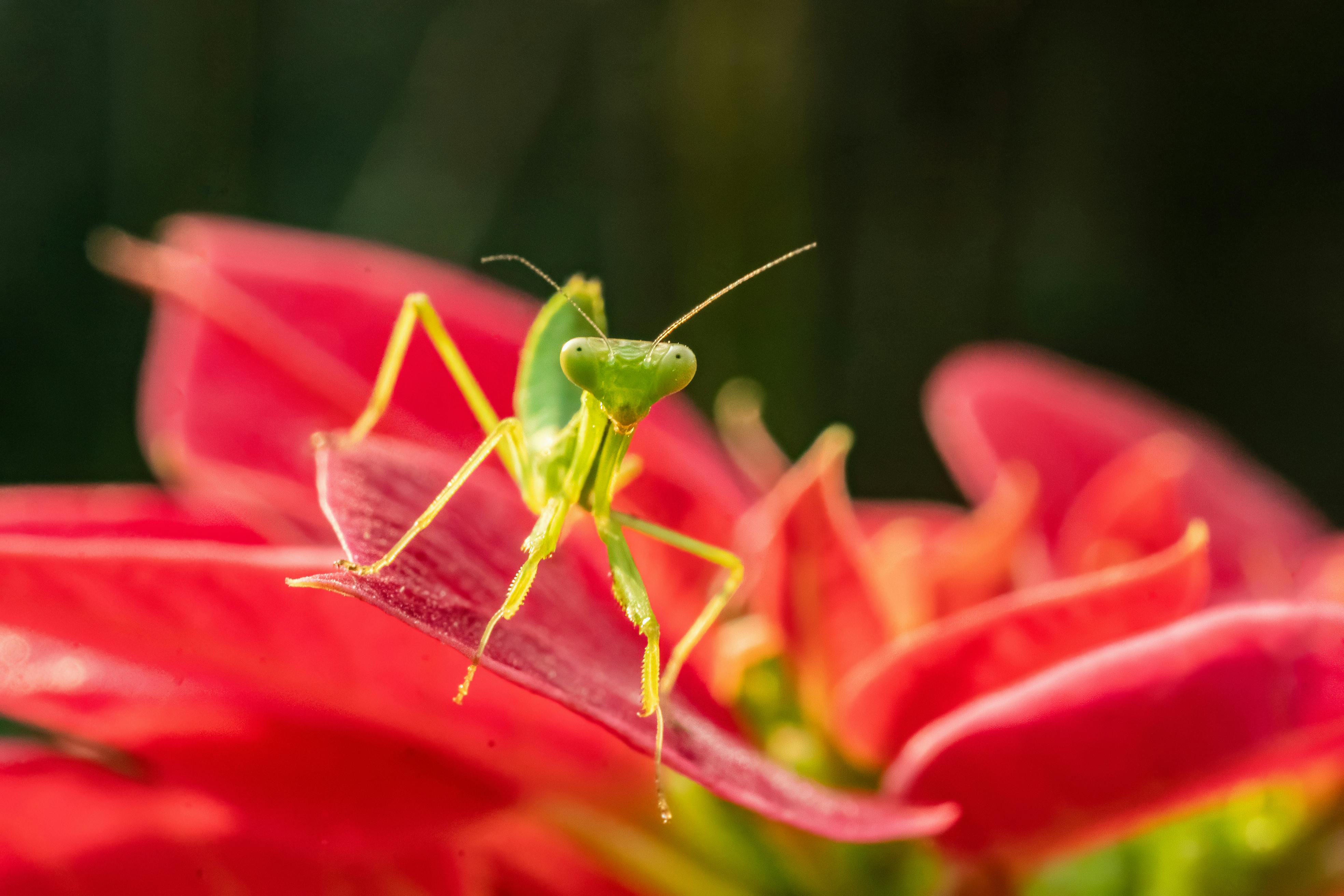 Bright Green Praying Mantis on Vibrant Red Flower · Free Stock Photo