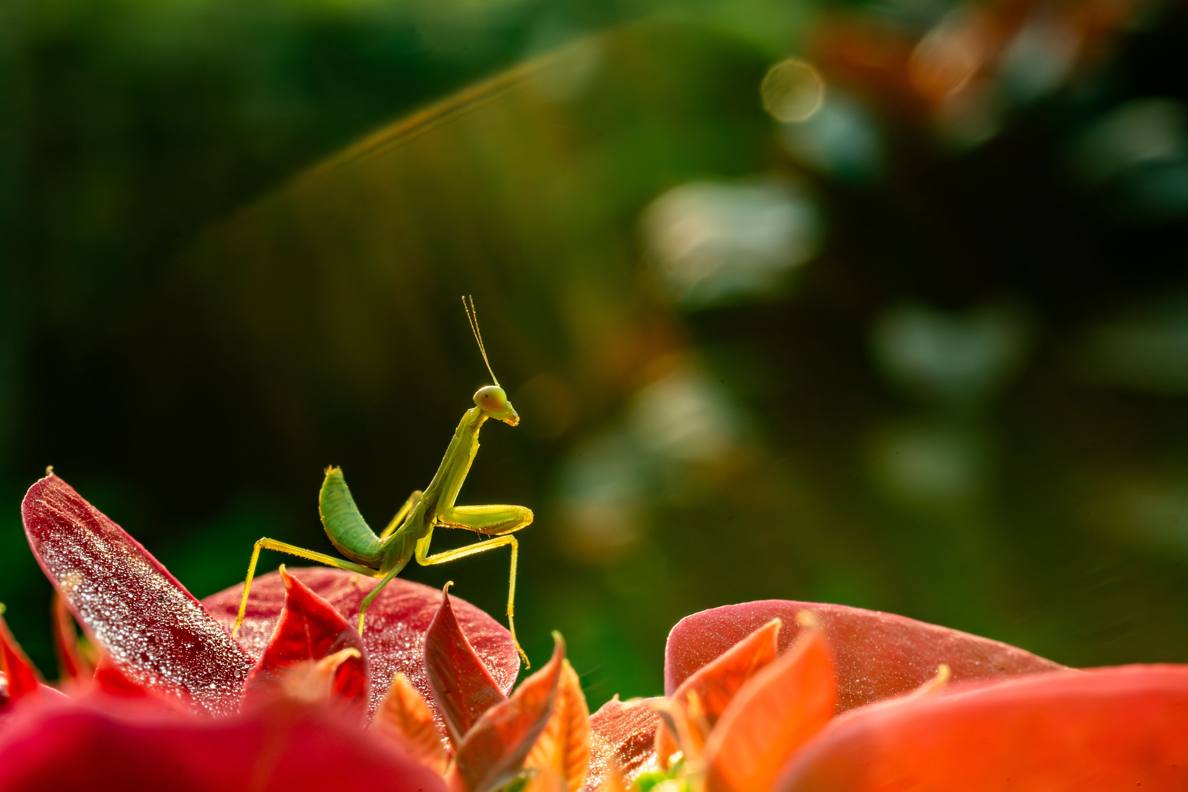 Praying Mantis on Red Petals Close-Up · Free Stock Photo