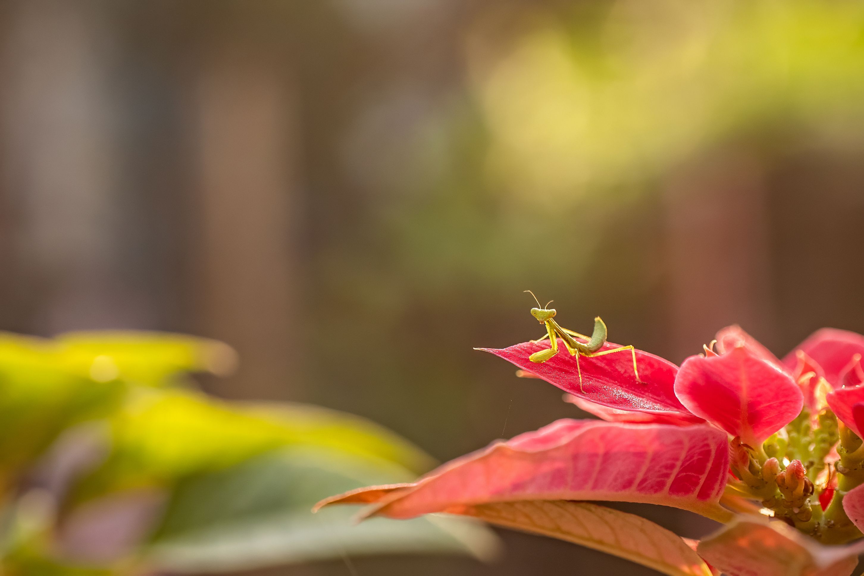 Praying Mantis on Vibrant Red Poinsettia Leaf · Free Stock Photo