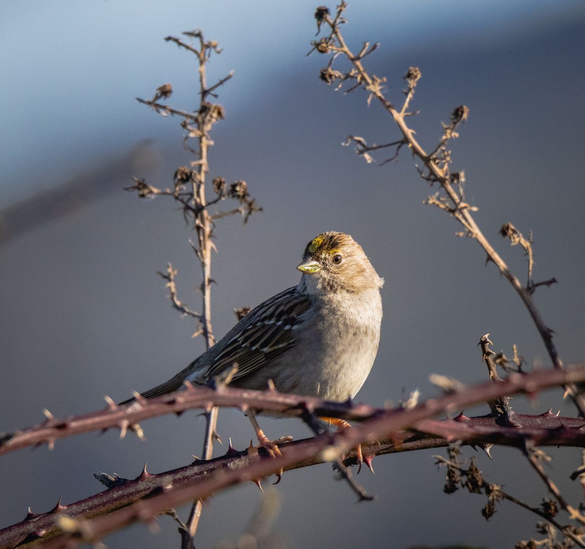 Sparrows+On+A+Branch+Enjoy+Spring+Blooms Photos, Download The BEST Free ...