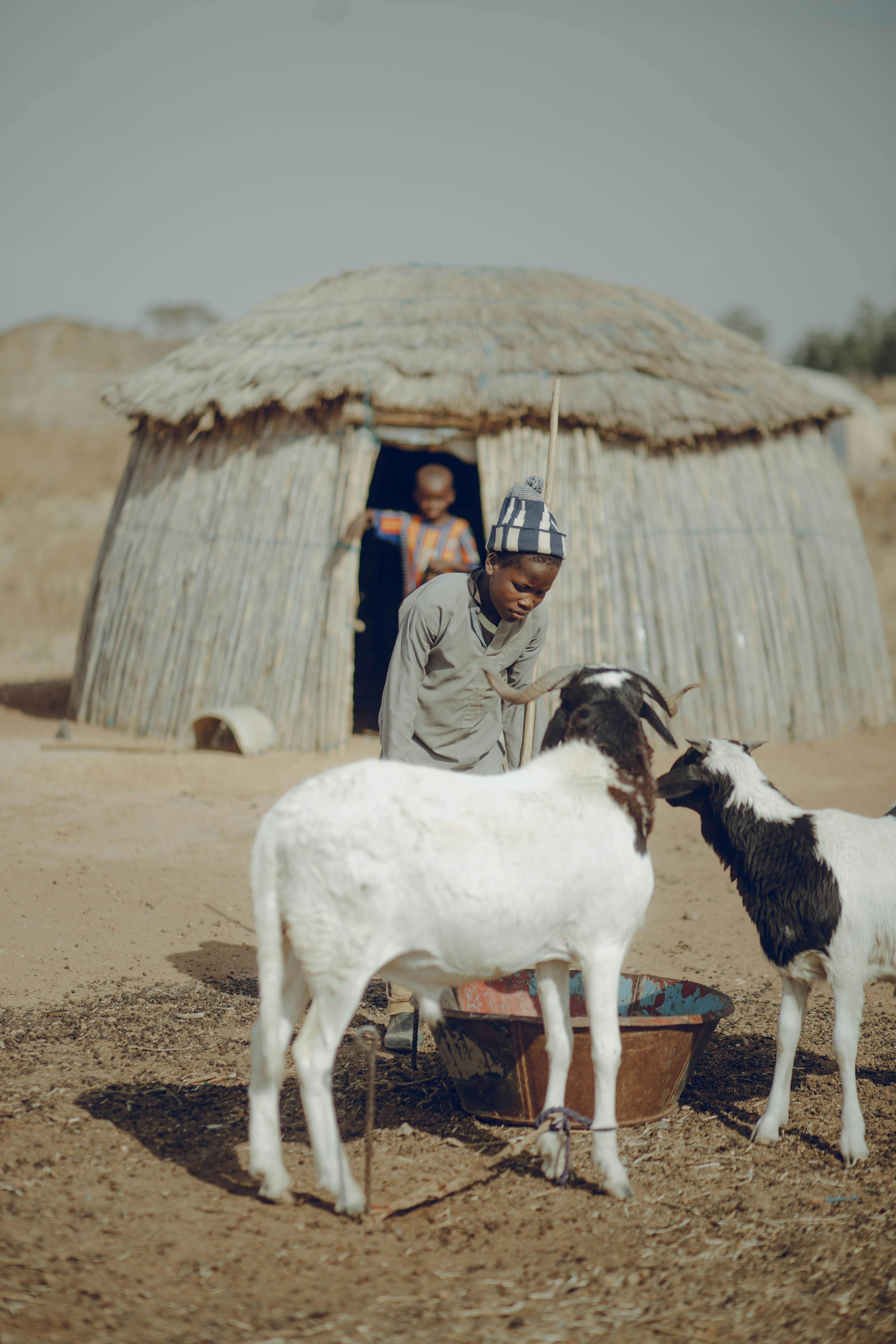 Young Boy and Goats Near Traditional Hut · Free Stock Photo