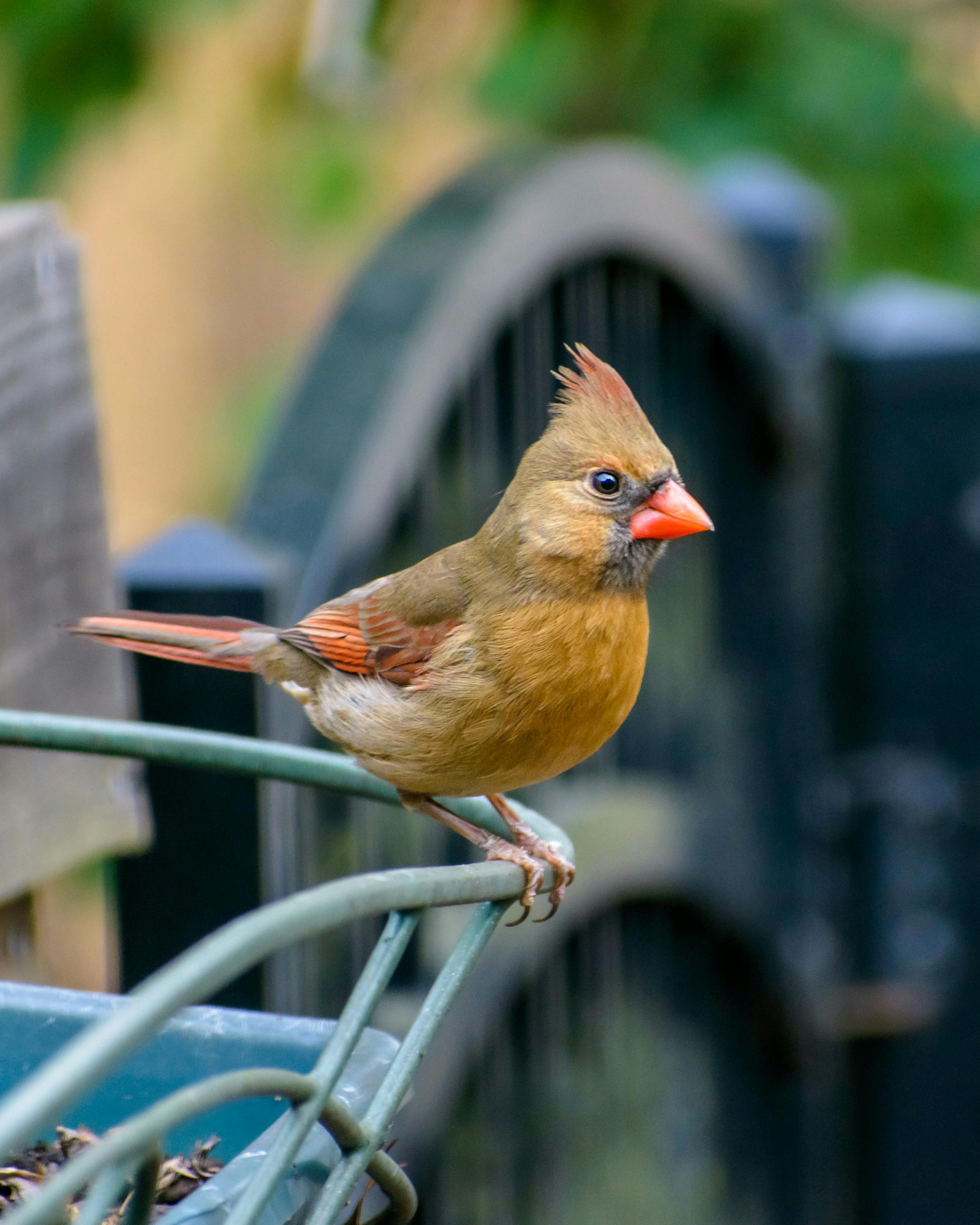 Female Northern Cardinal Perching Gracefully Outdoors · Free Stock Photo