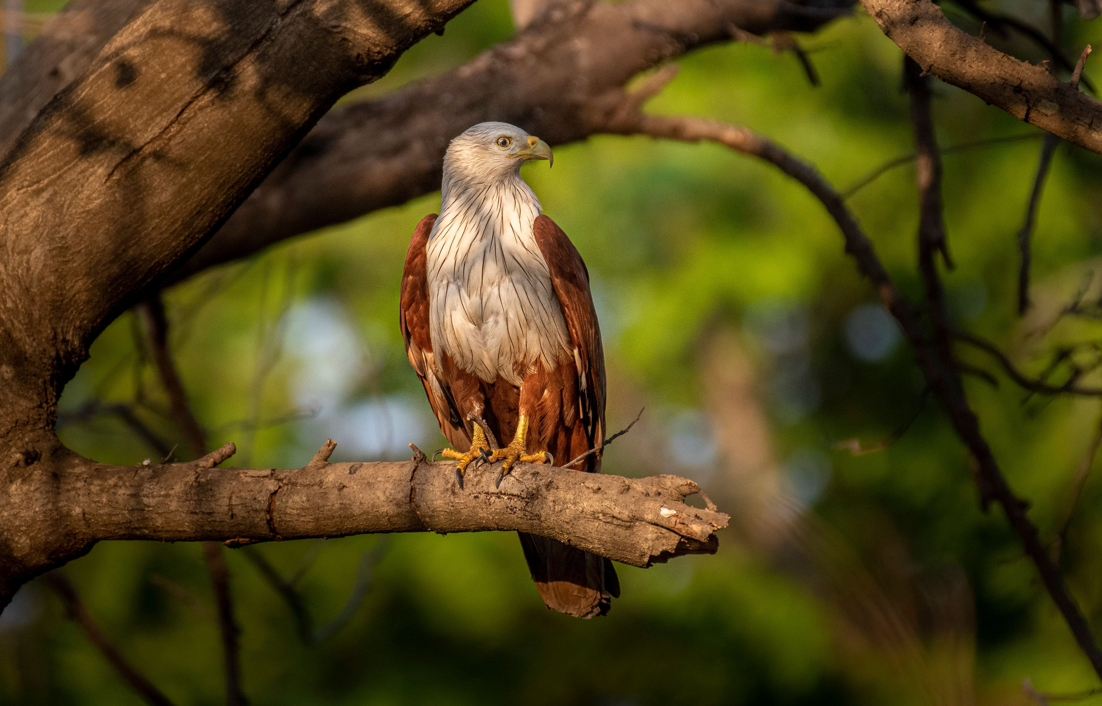 Brahminy Kite Perched on Tree Branch in Sunlight · Free Stock Photo