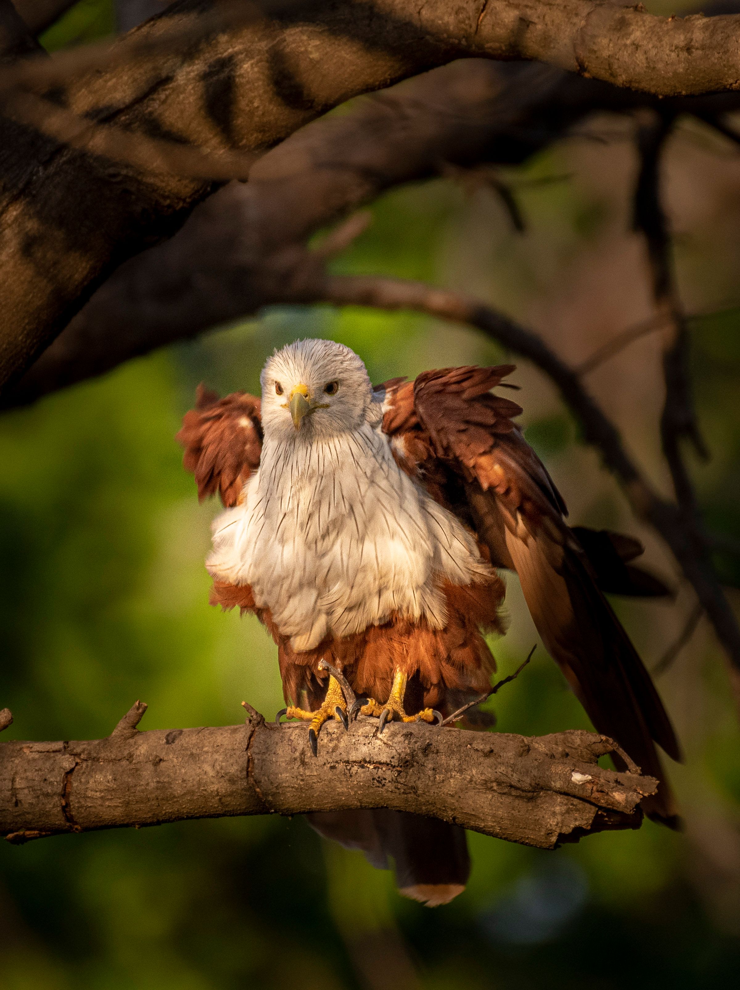 Indian Hawk Photos, Download The BEST Free Indian Hawk Stock Photos ...