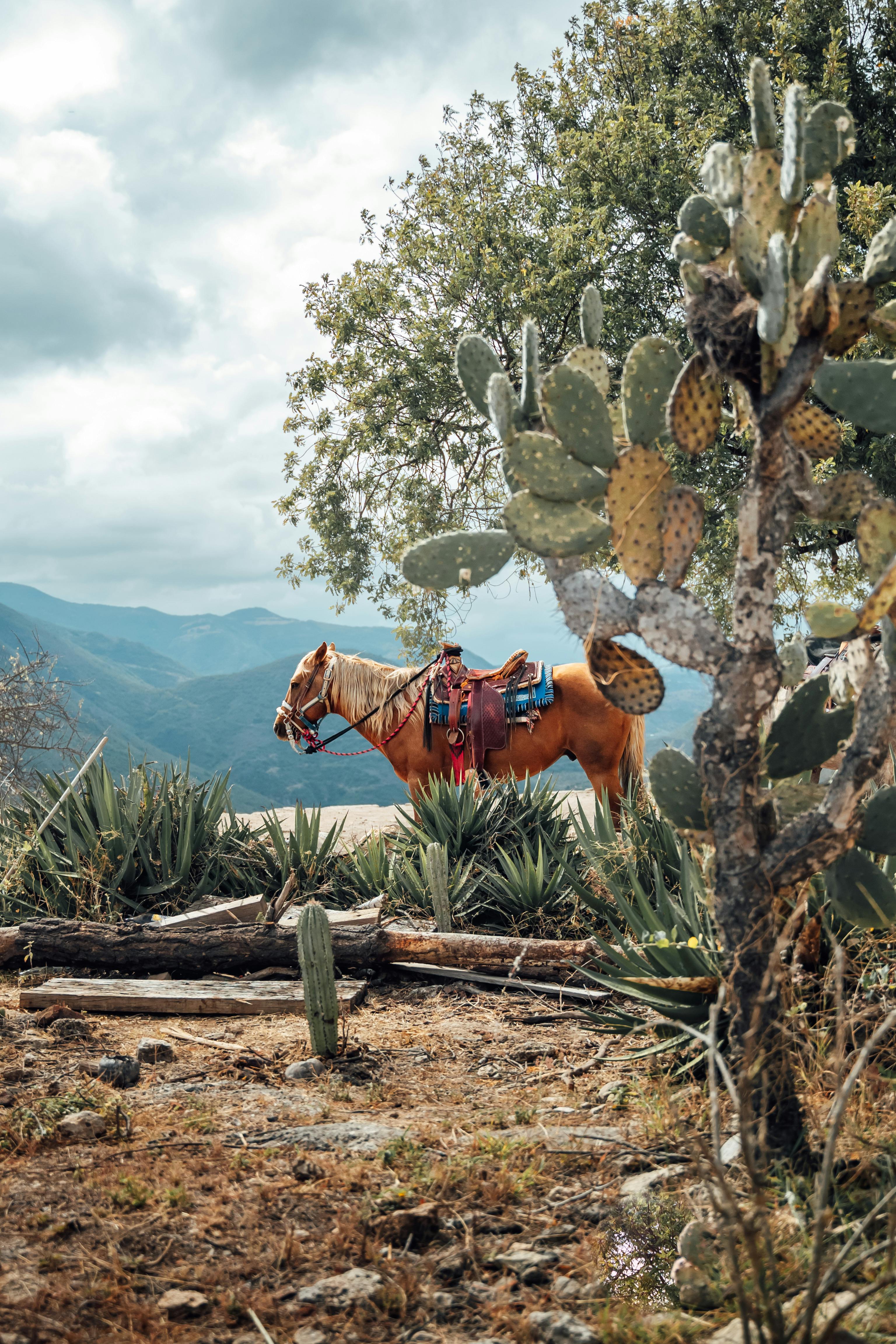 Horse in Oaxaca Desert Landscape · Free Stock Photo