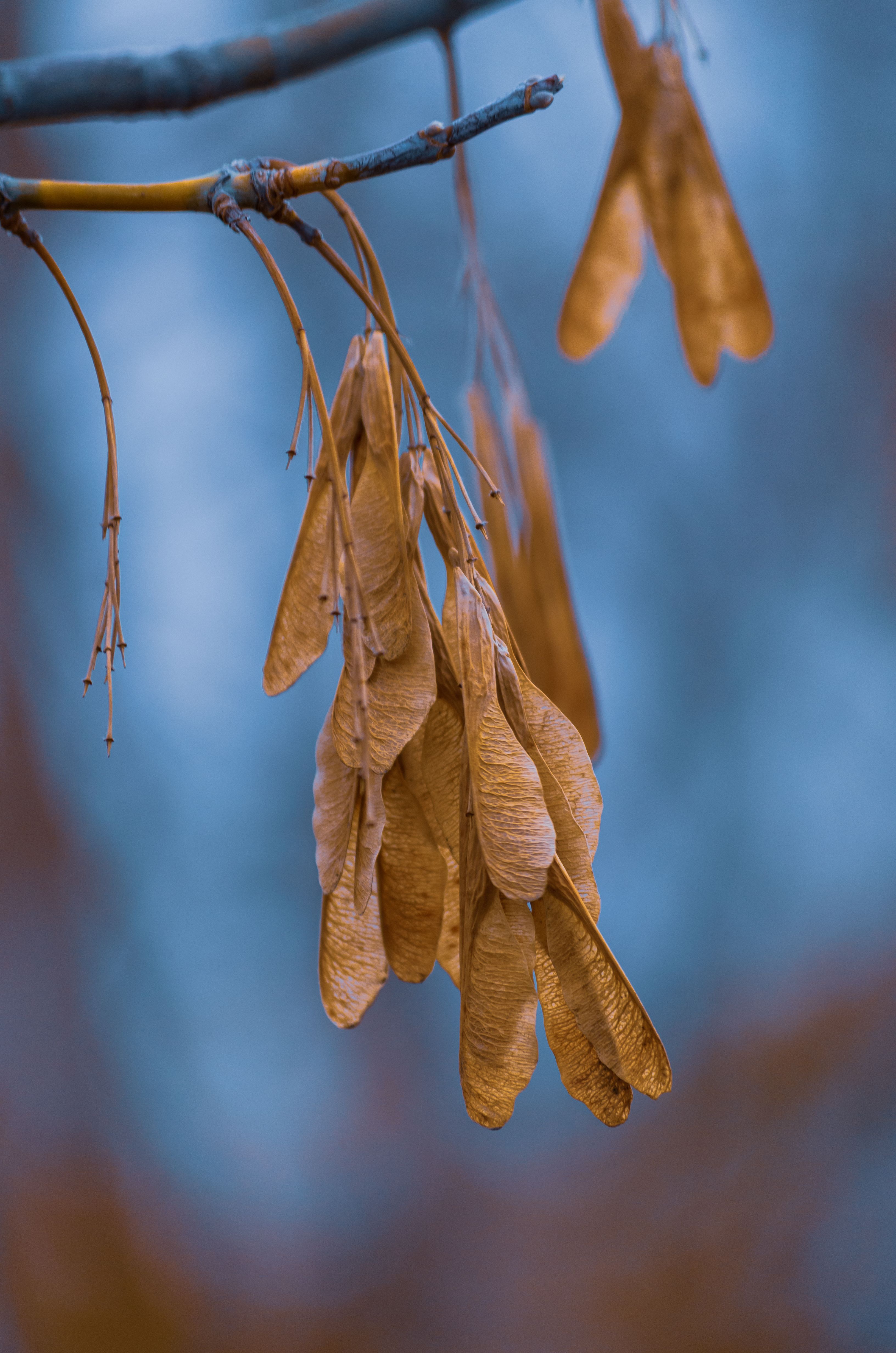 Close-up of Dry Maple Seeds in Autumn · Free Stock Photo