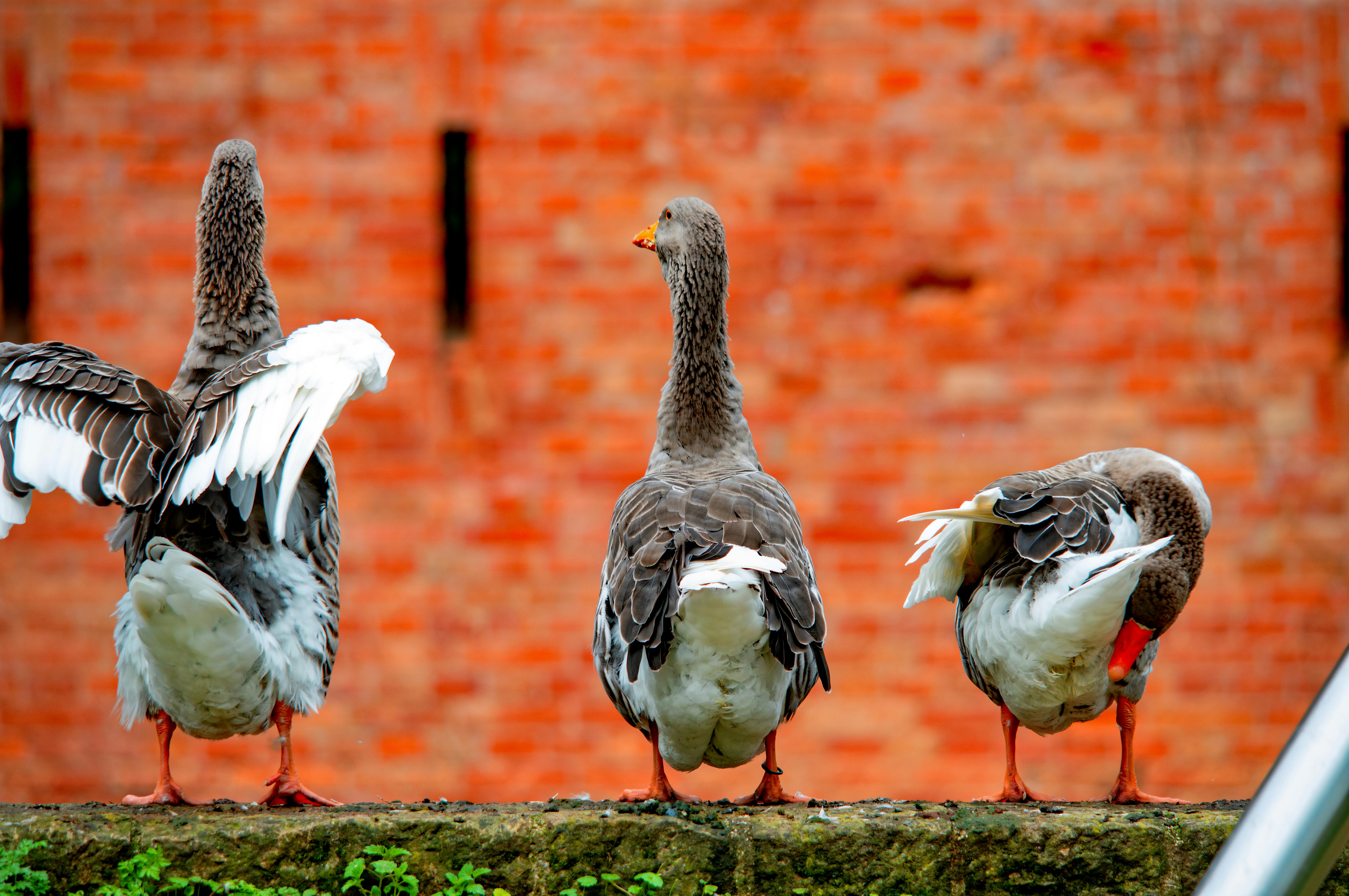 A Gaggle Of Geese' Photos, Download The BEST Free A Gaggle Of Geese ...