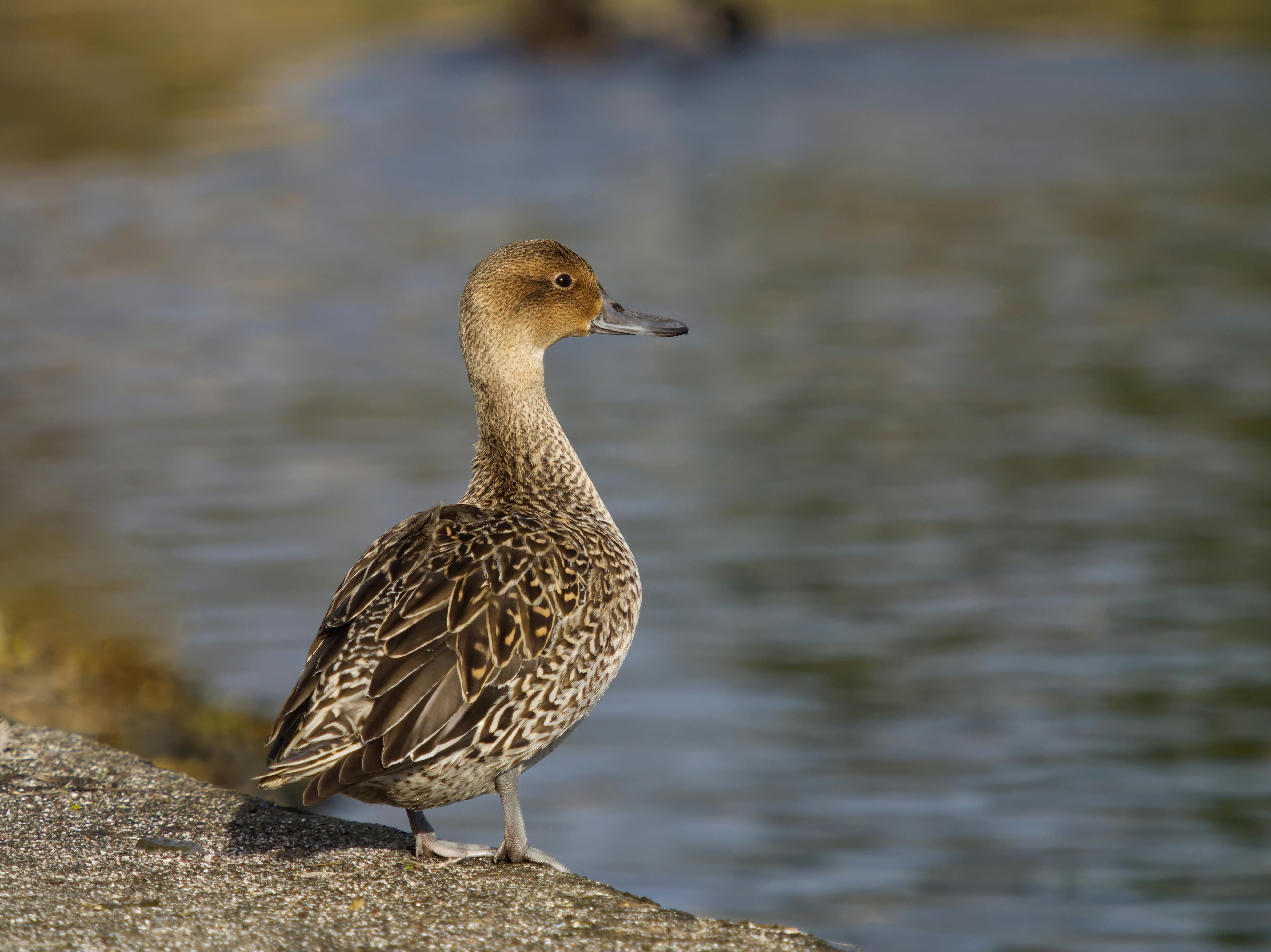 Northern Pintail Duck by Waterside in Northern Ireland · Free Stock Photo