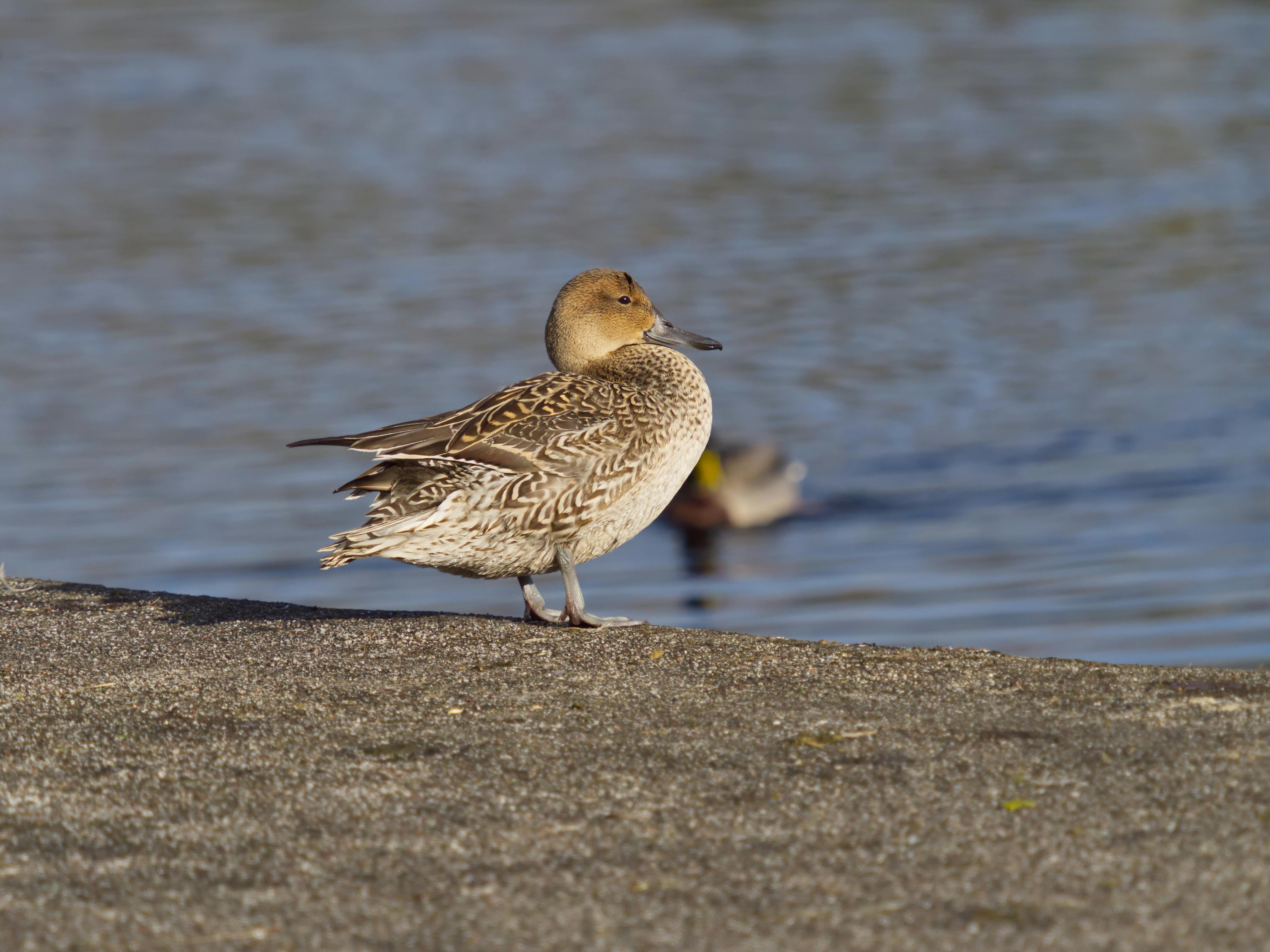 Northern Pintail Duck at Waterside in Northern Ireland · Free Stock Photo
