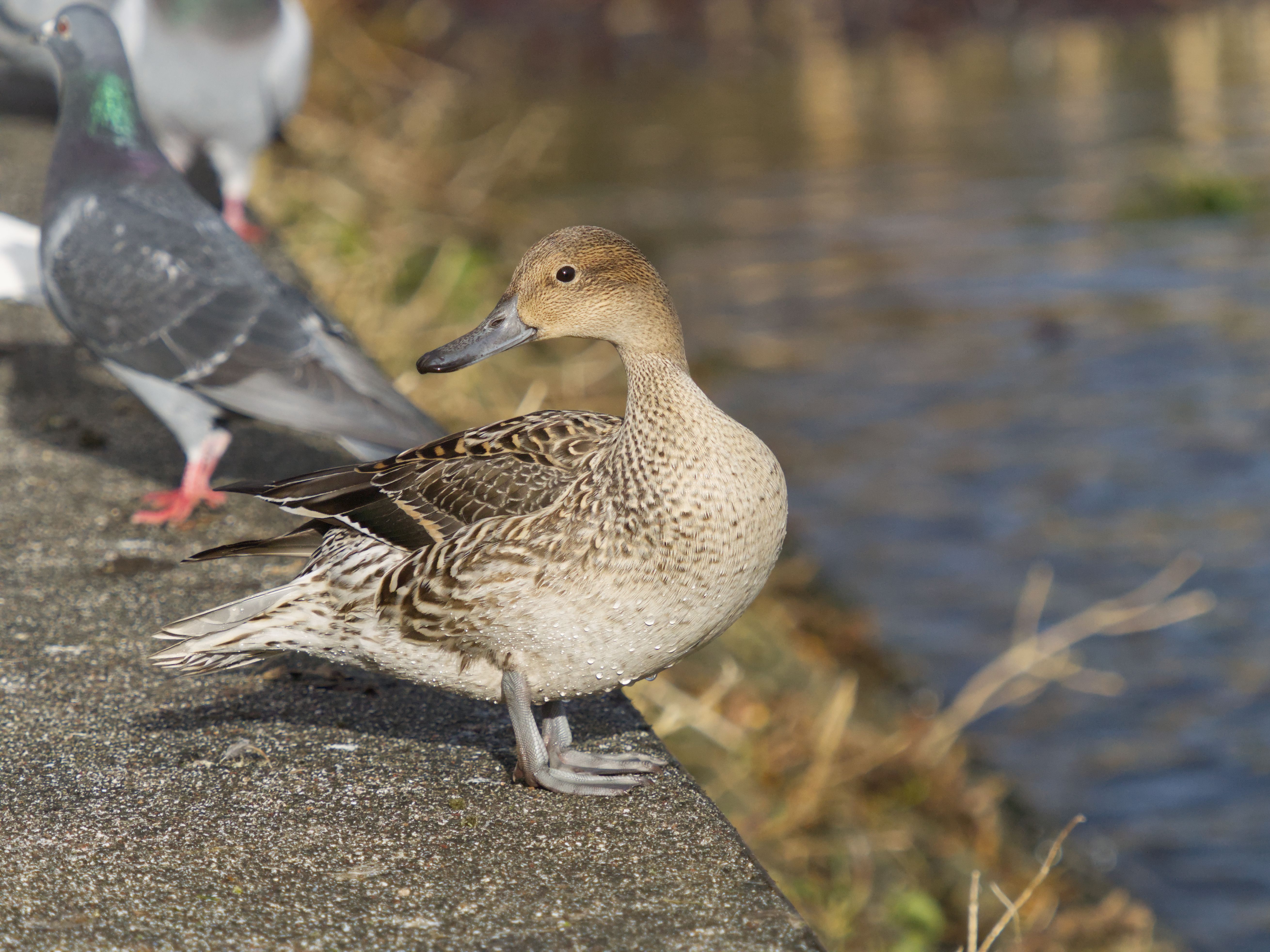 Northern Pintail Duck by Waterside in Ireland · Free Stock Photo
