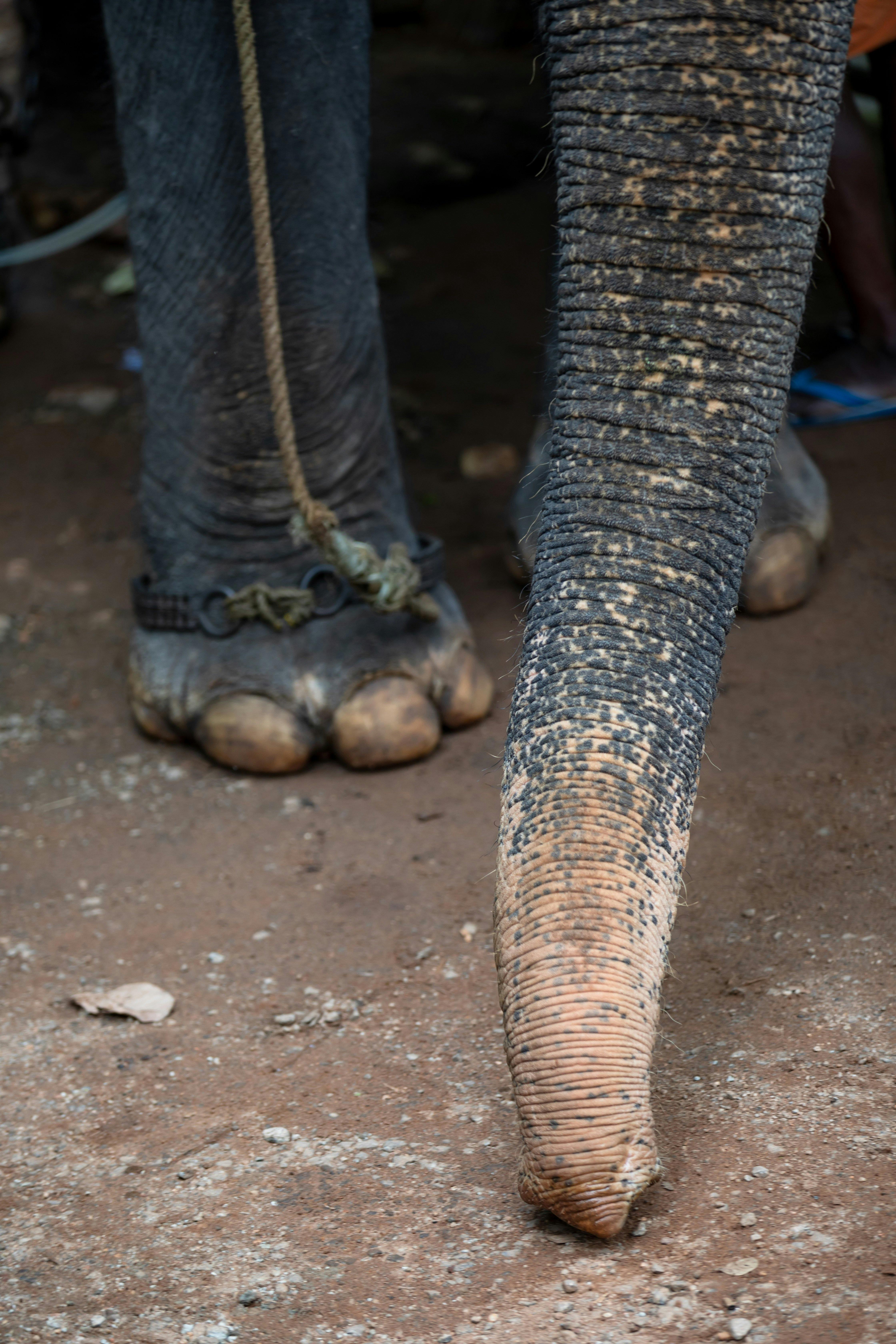 Zoo Elephant Photos, Download The BEST Free Zoo Elephant Stock Photos ...