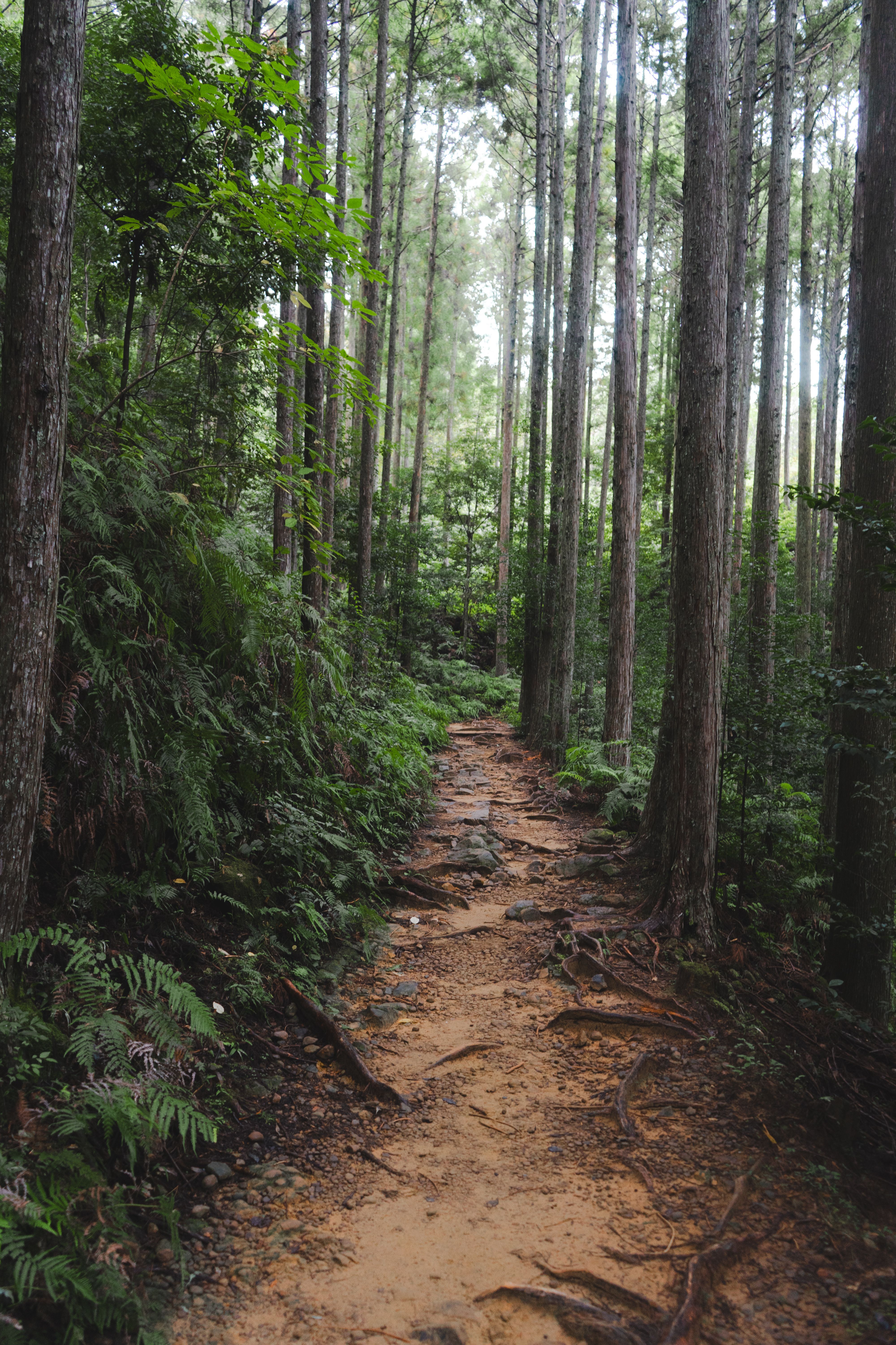 Tranquil Forest Pathway in Japan's Lush Woodland · Free Stock Photo