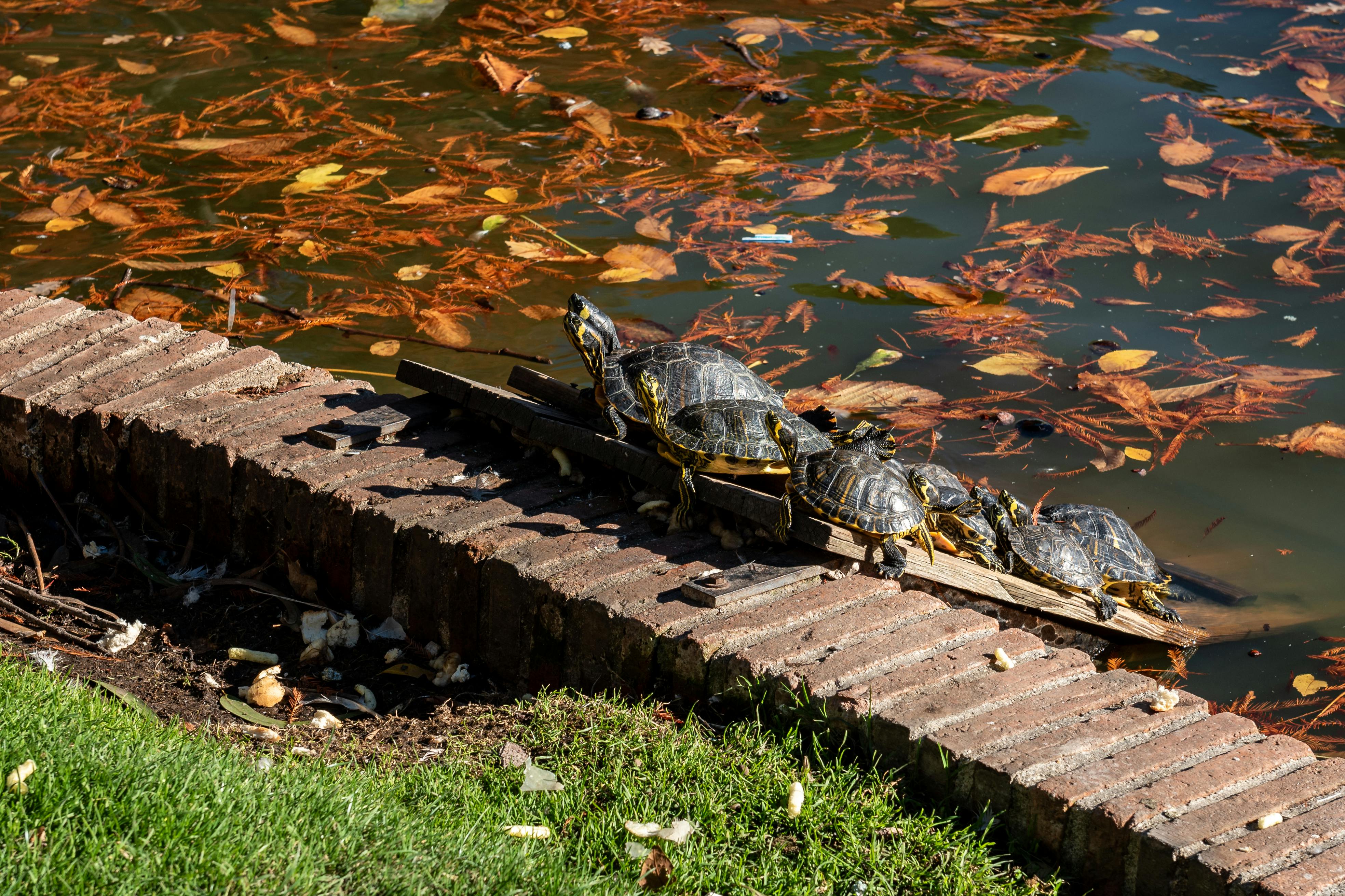 Turtles basking by a pond in Madrid park · Free Stock Photo
