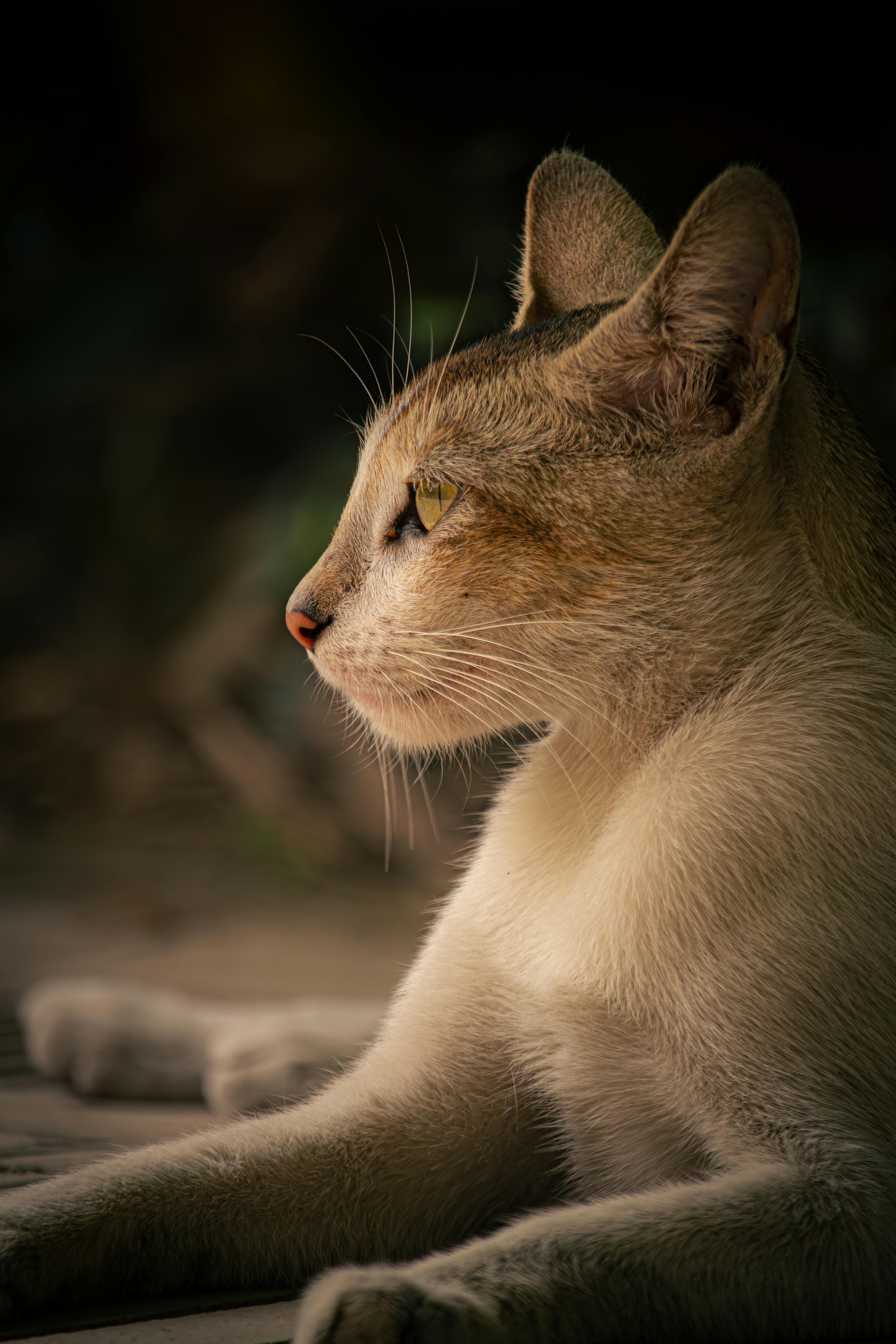 Tiger Phil Photos, Download The BEST Free Tiger Phil Stock Photos & HD ...