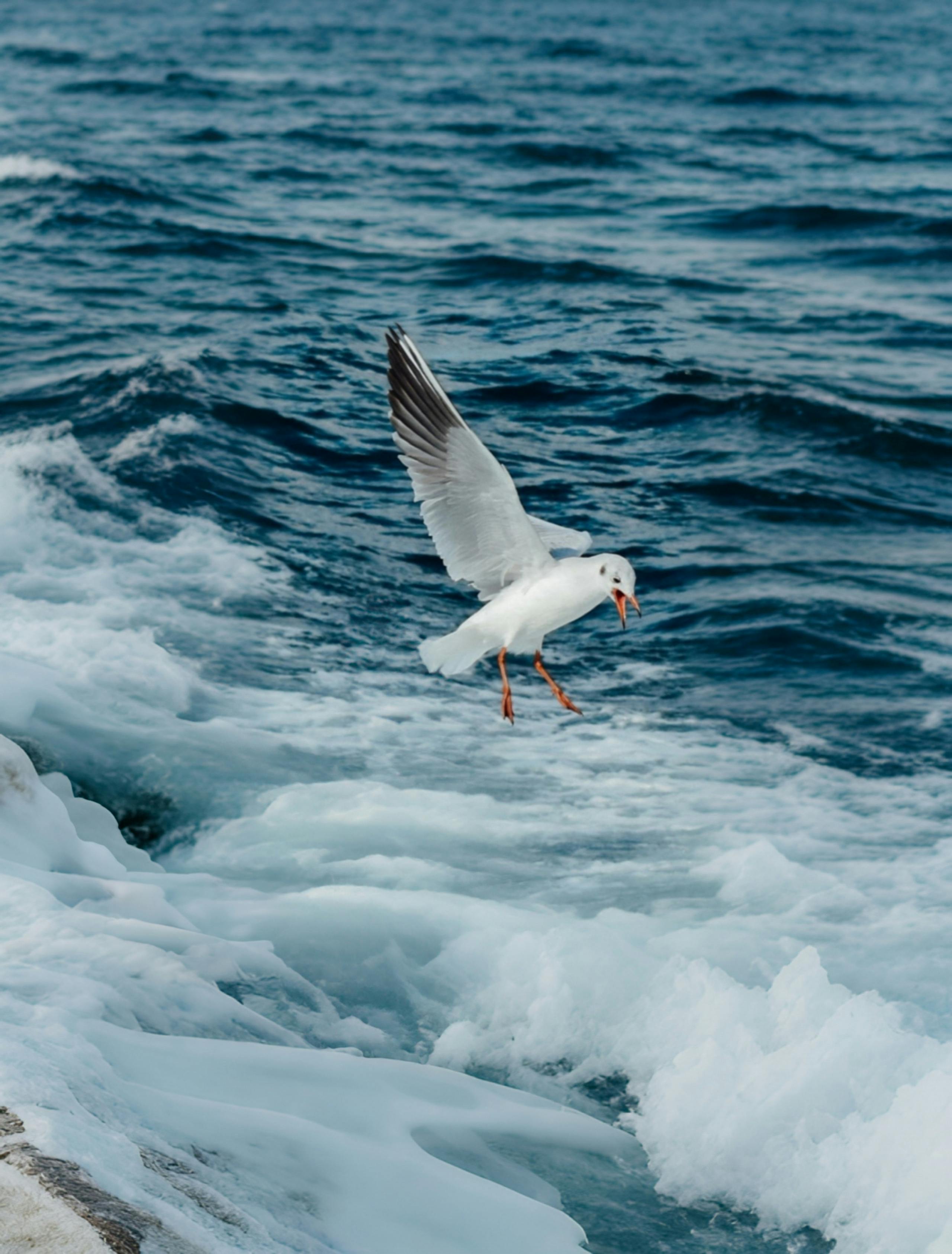 Seagull Flying Over Ocean Waves Captured Mid-flight · Free Stock Photo