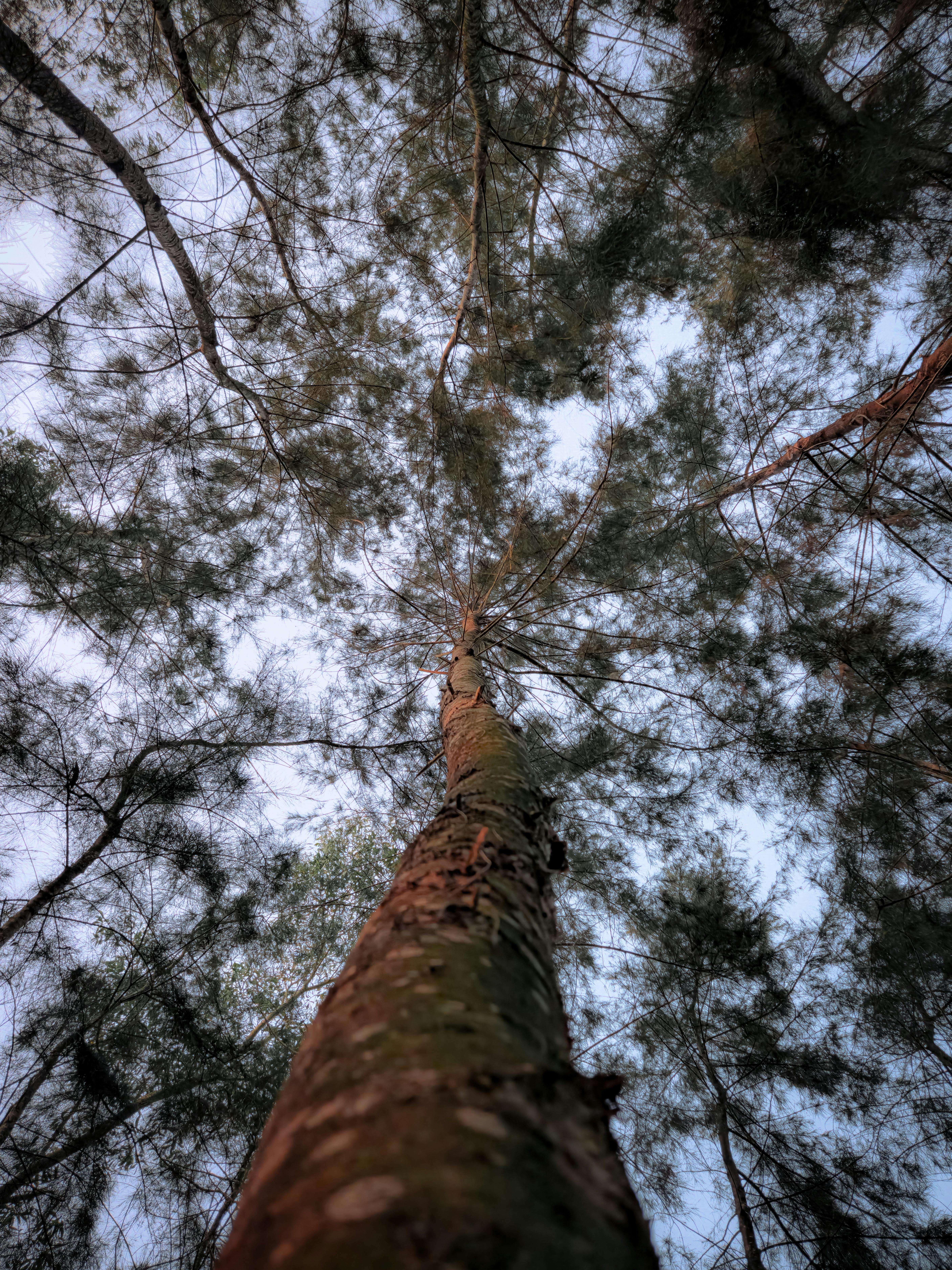 Tall Tree Canopy View in Forest · Free Stock Photo
