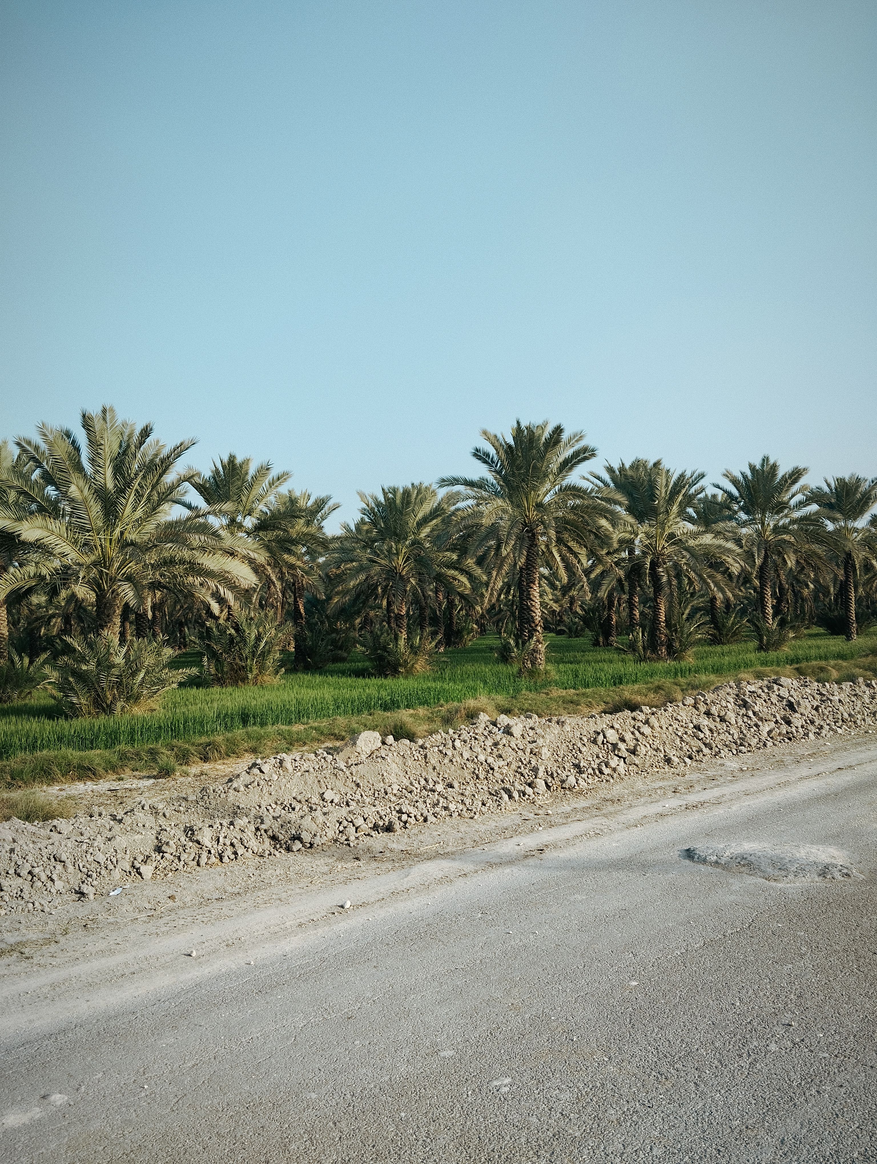 Lush Palm Tree Grove on a Sunny Day · Free Stock Photo