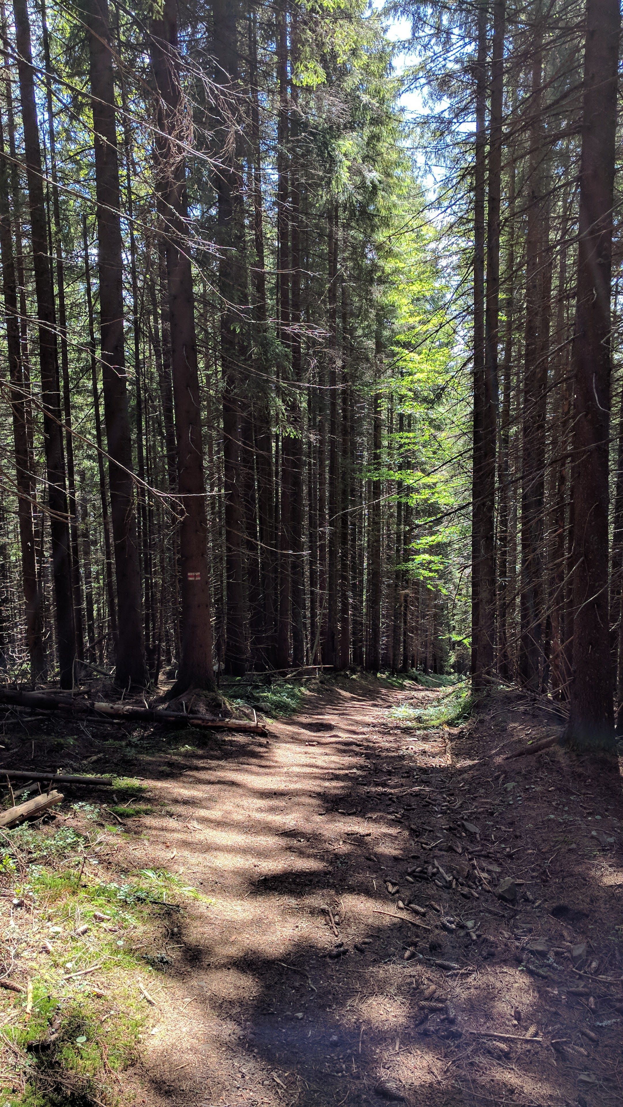Lost In The Forest Photos, Download The BEST Free Lost In The Forest ...