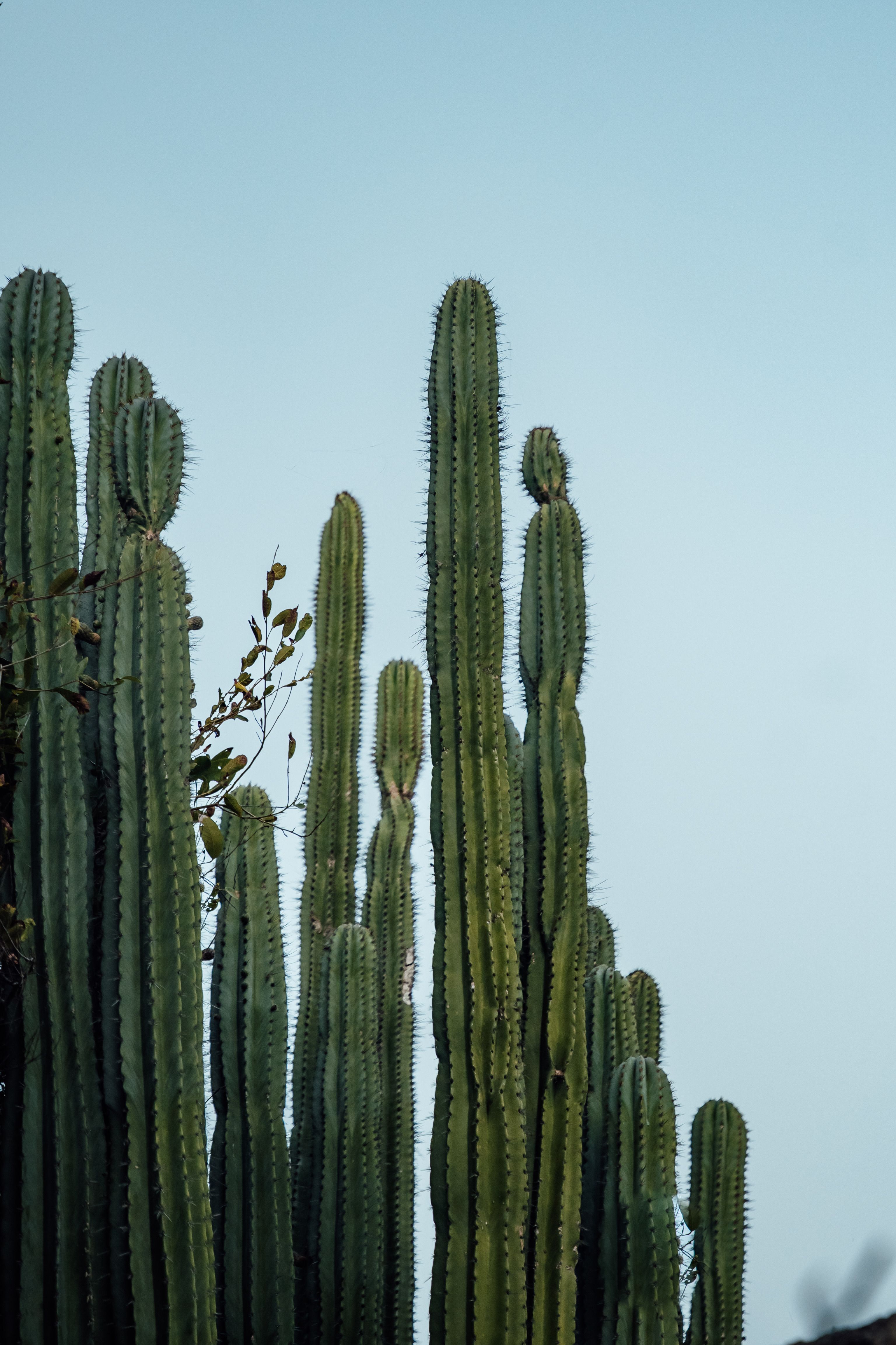 Vertical Growth Photos, Download The BEST Free Vertical Growth Stock ...