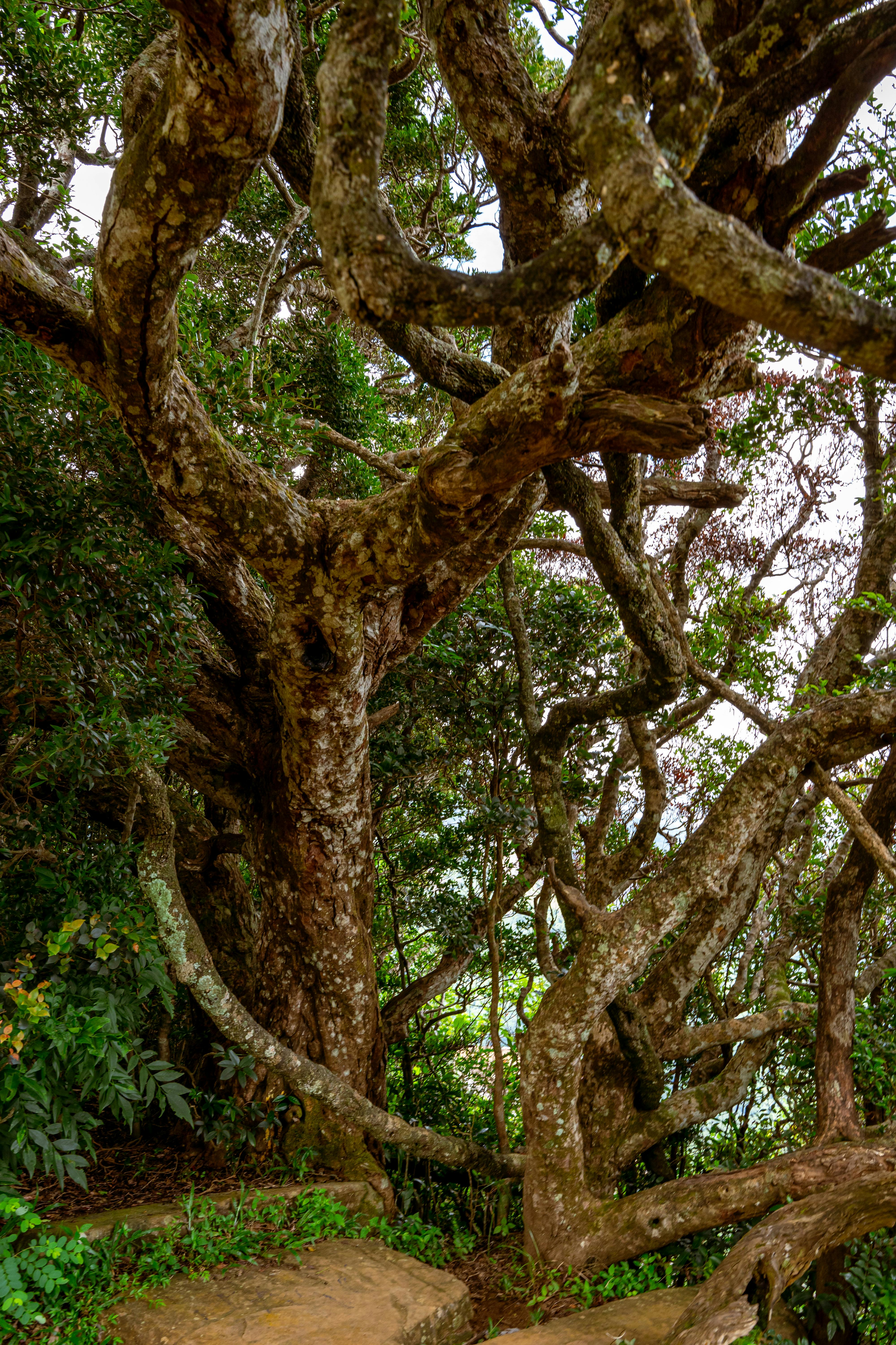 Enchanted Forest with Twisted Trees · Free Stock Photo