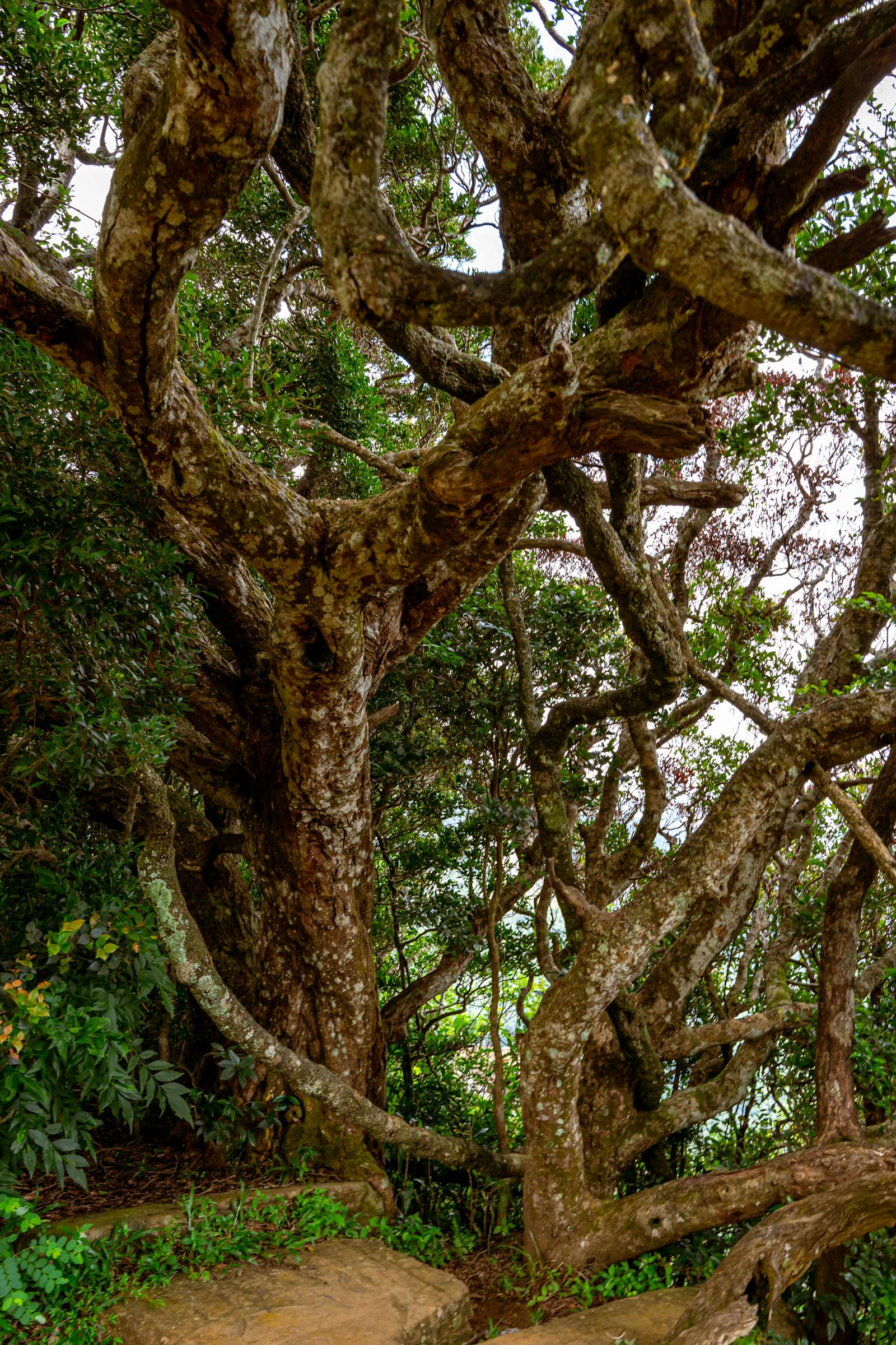 Tree Trunks Photos, Download The BEST Free Tree Trunks Stock Photos ...