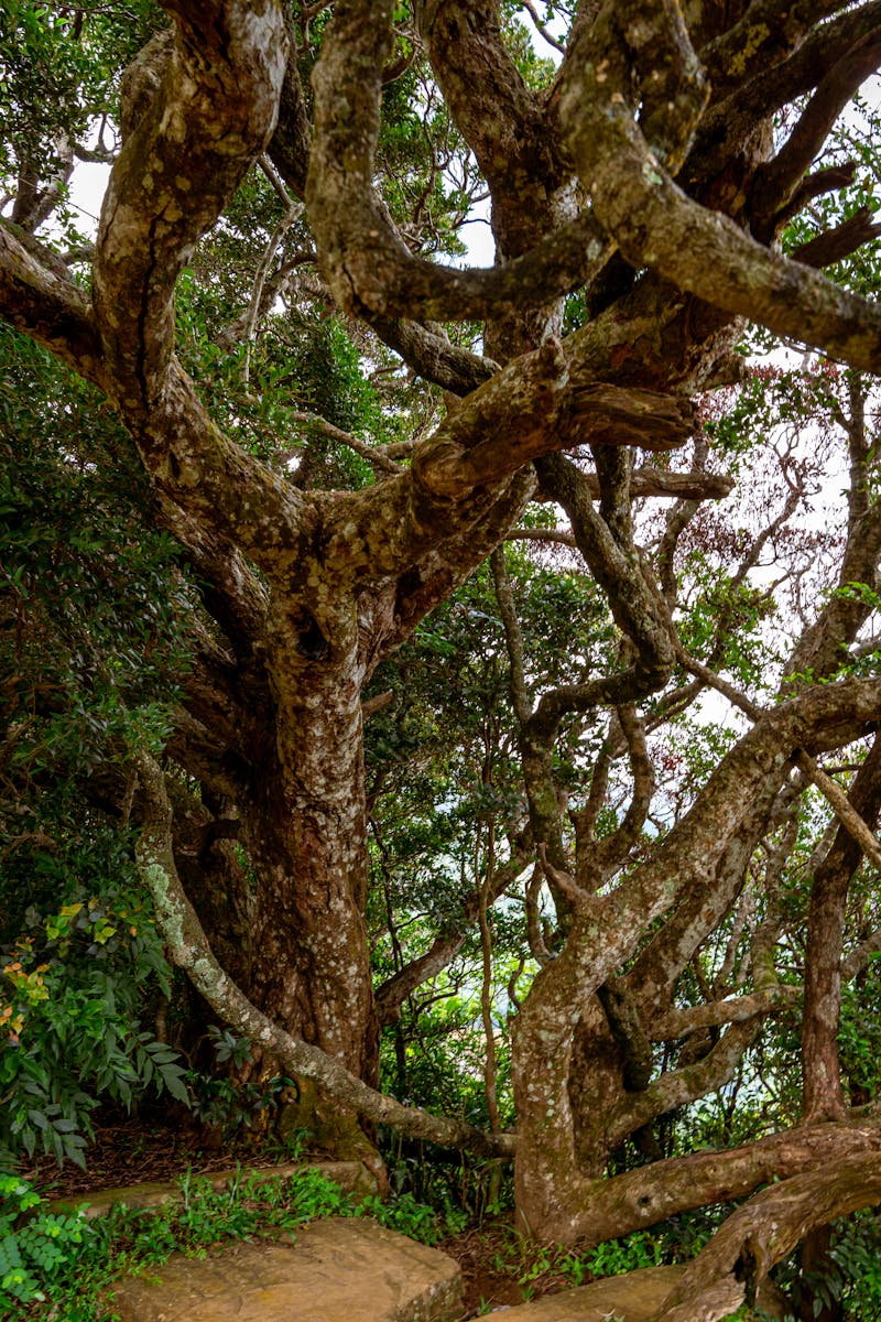 Tree Trunks Photos, Download The BEST Free Tree Trunks Stock Photos ...