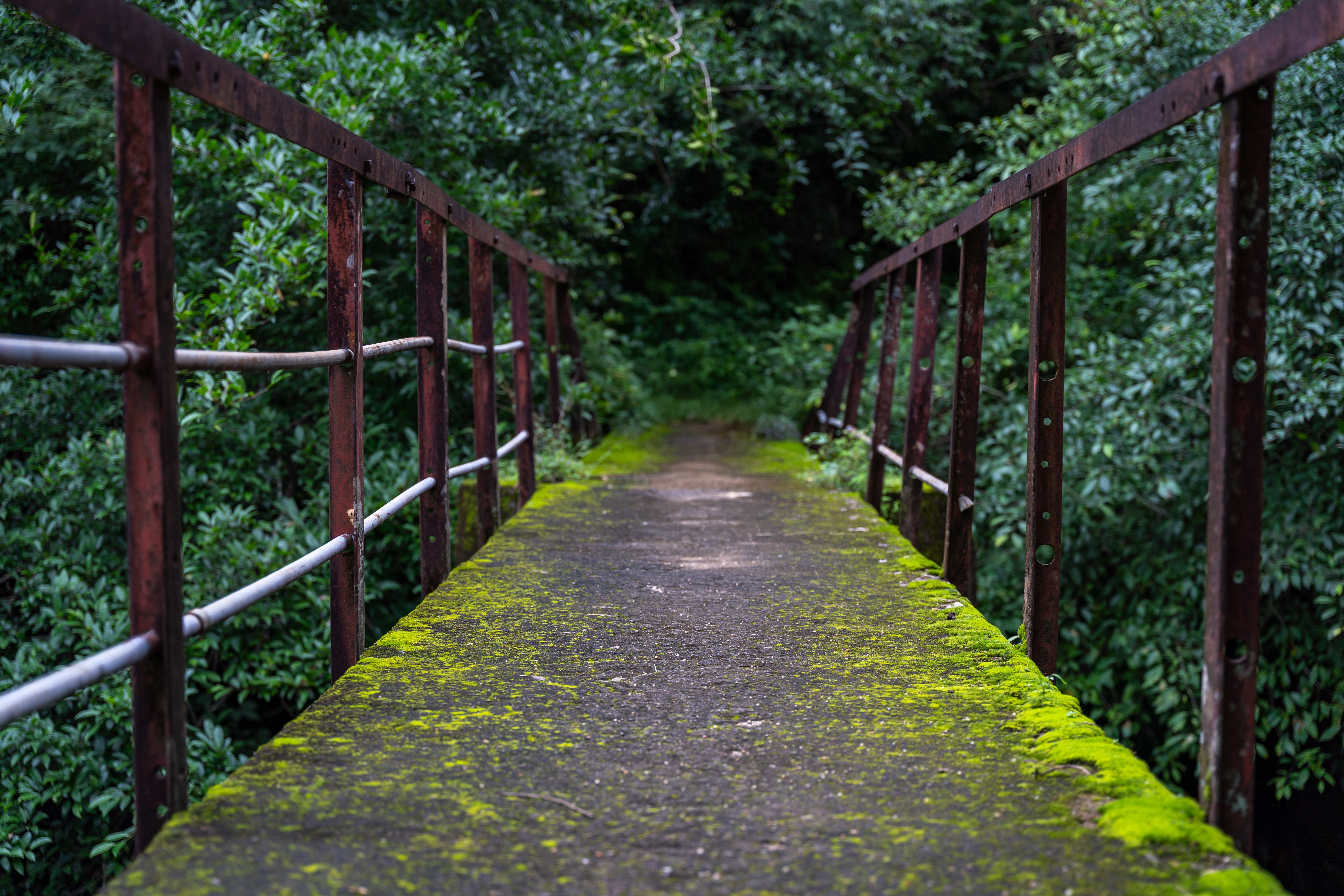 Mossy Bridge in Lush Green Forest Pathway · Free Stock Photo