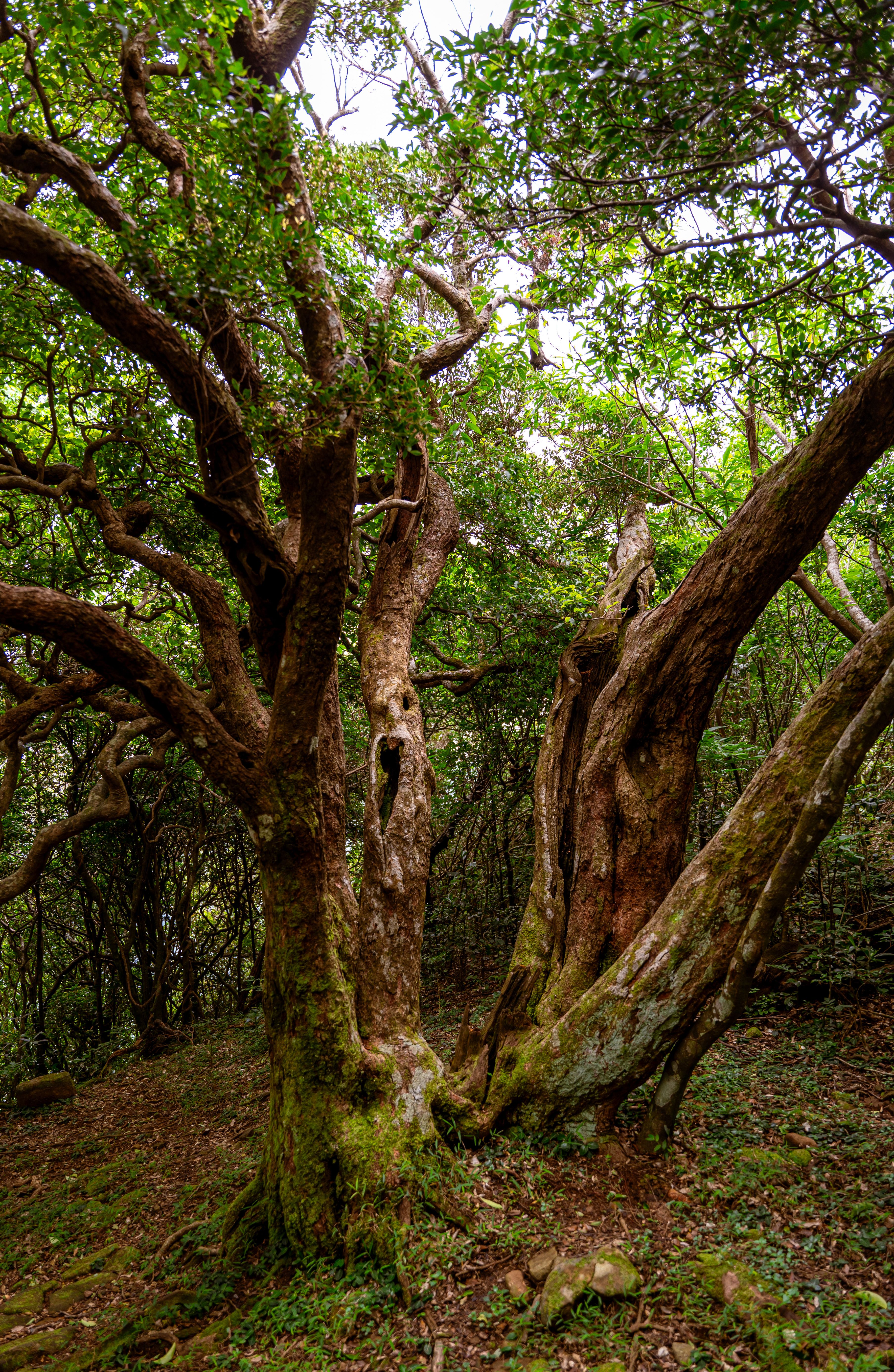 Lush Savannah Photos, Download The BEST Free Lush Savannah Stock Photos ...