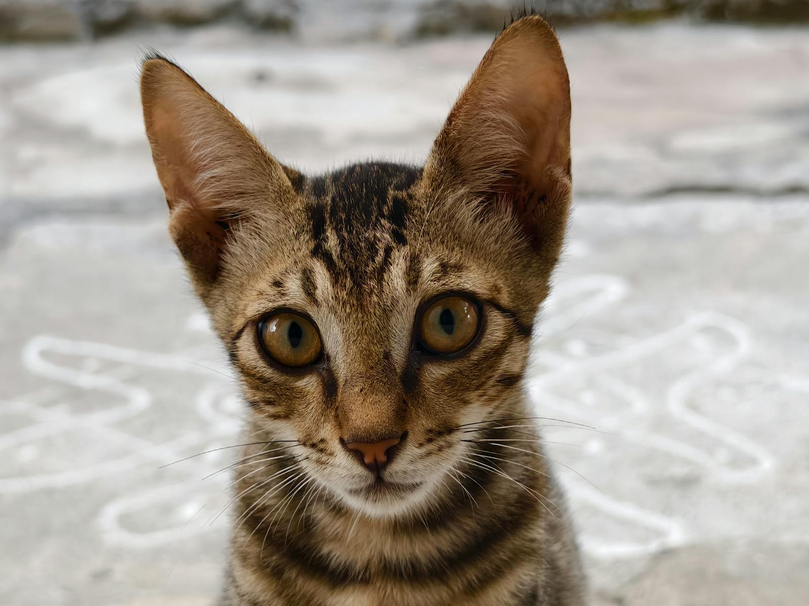 Scared Cat Photos, Download The BEST Free Scared Cat Stock Photos & HD ...