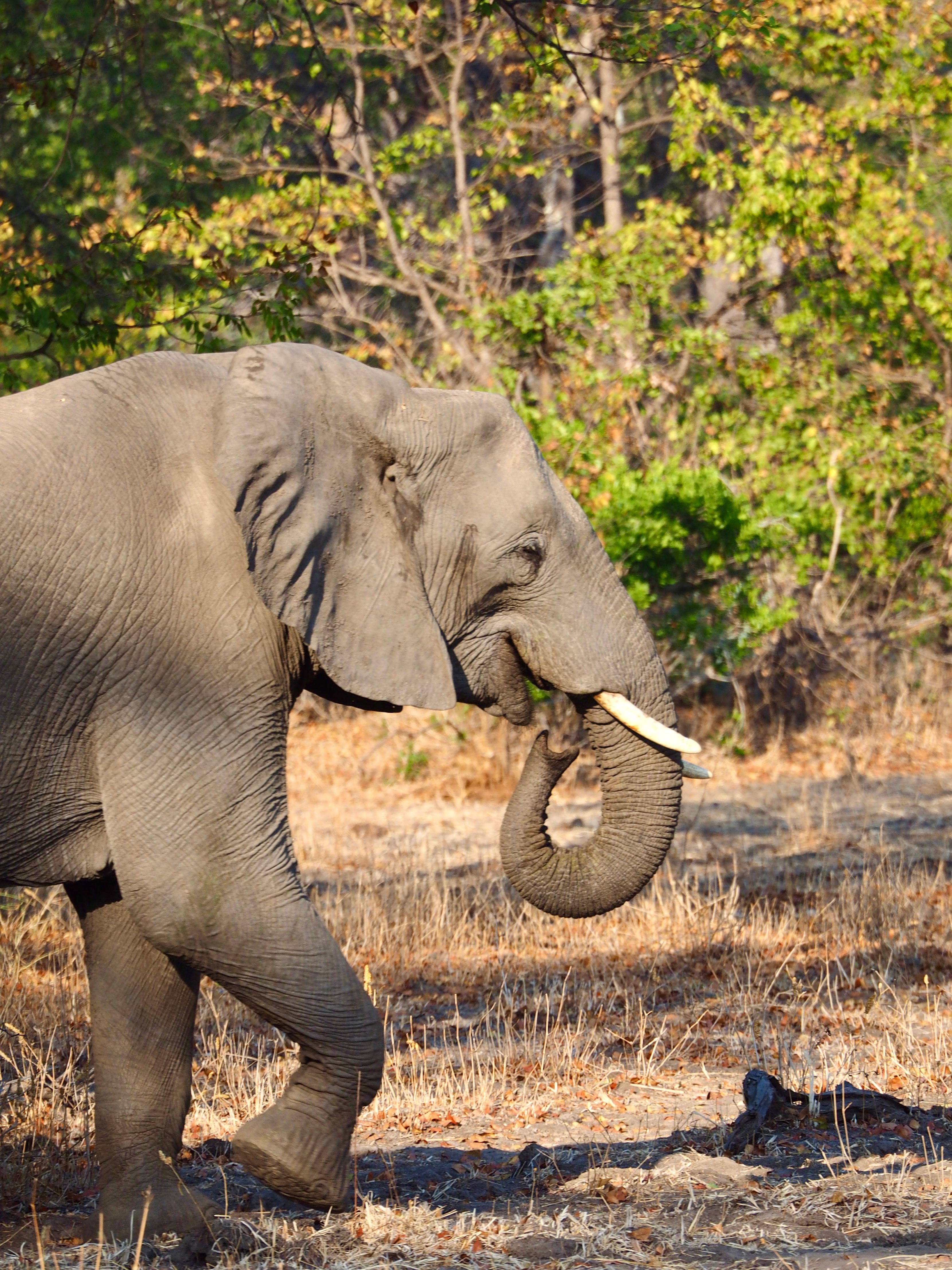 Majestic African Elephant in Natural Habitat · Free Stock Photo