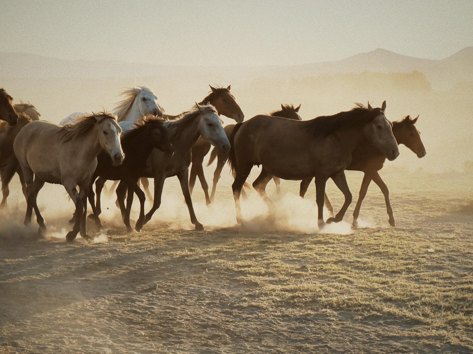 Wild Horses Photos, Download The BEST Free Wild Horses Stock Photos ...