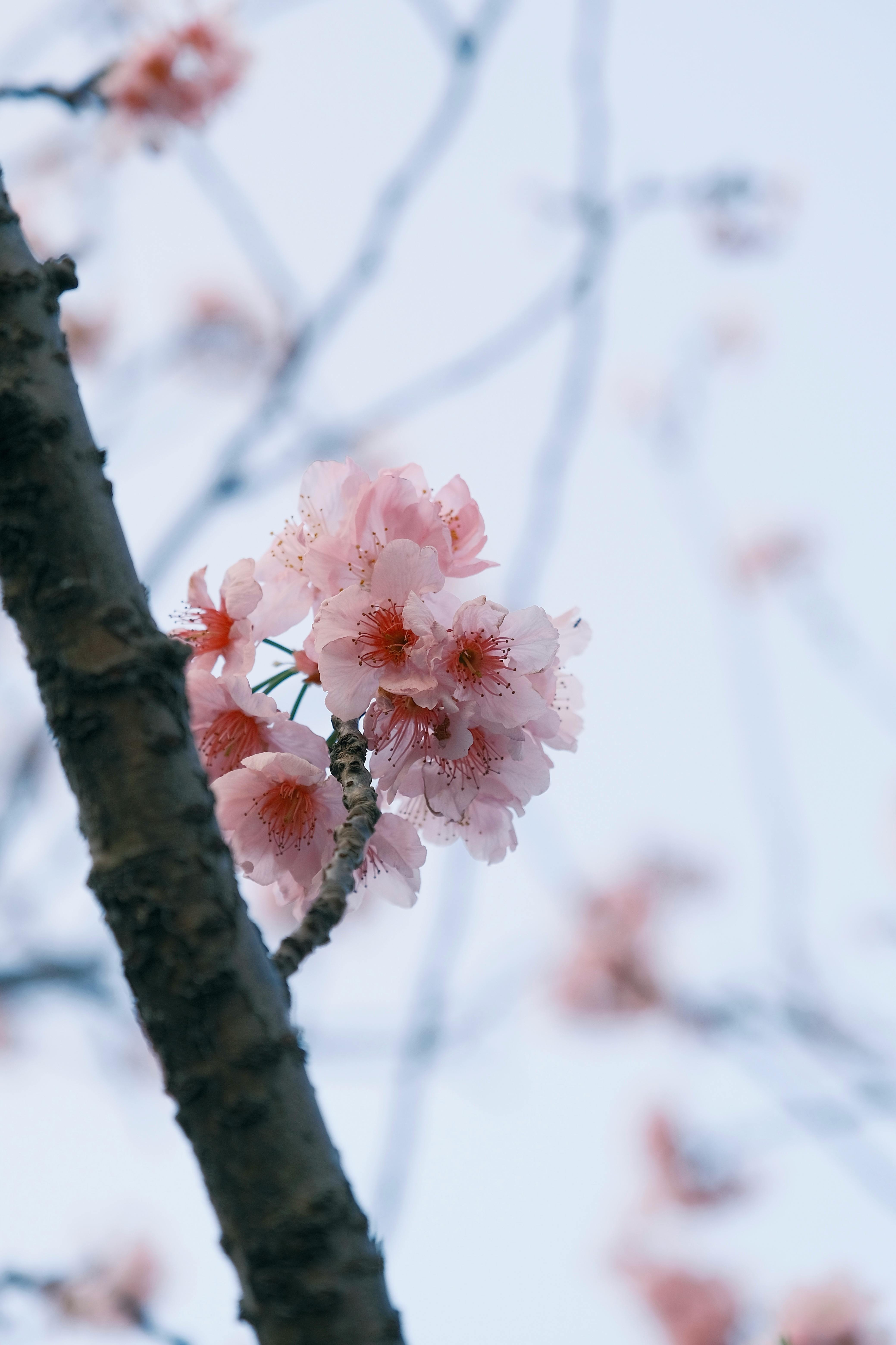 Tree And Flower Photos, Download The BEST Free Tree And Flower Stock ...