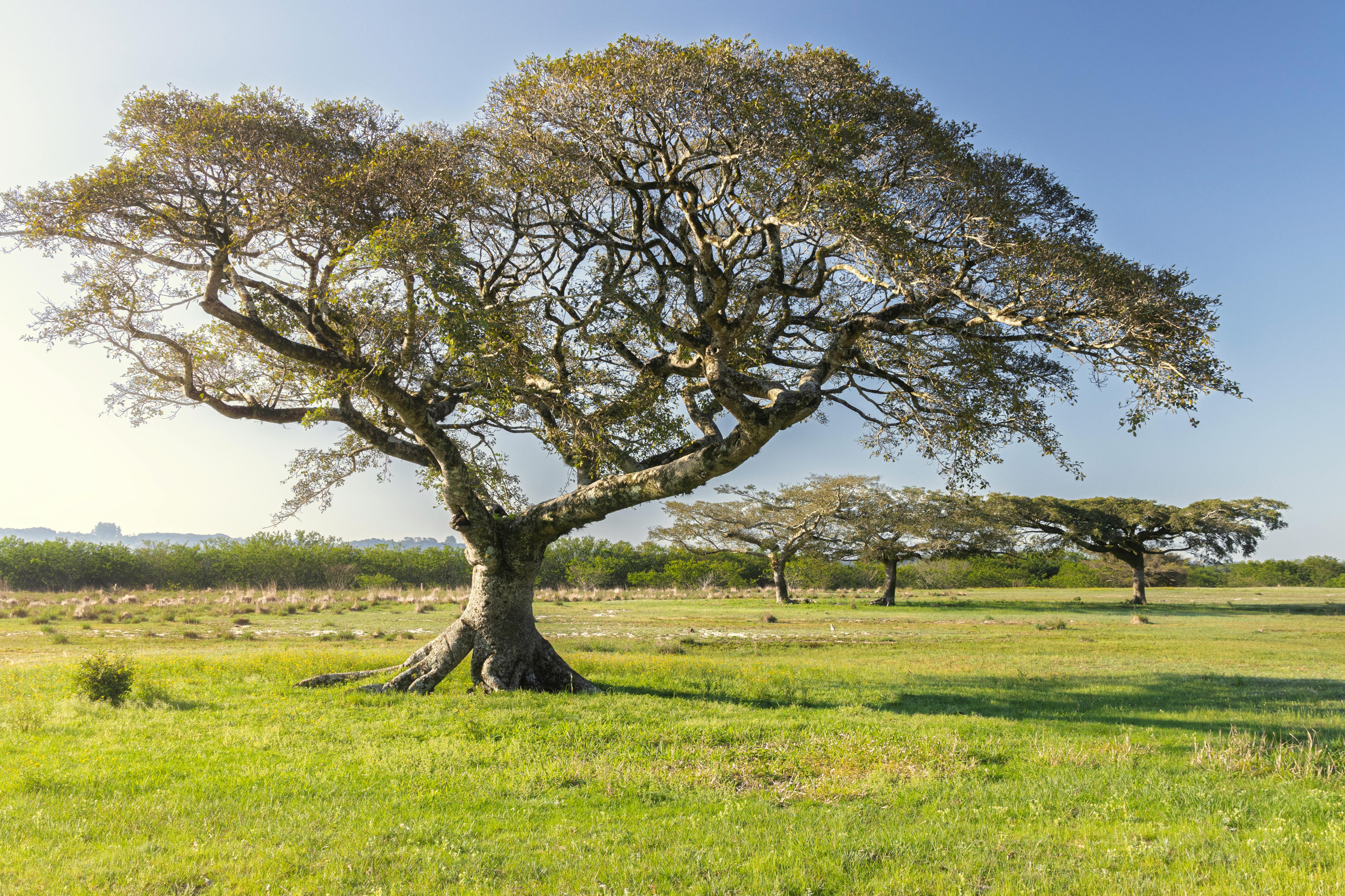 Majestic Tree in Viamão, Brazil's Pastoral Landscape · Free Stock Photo