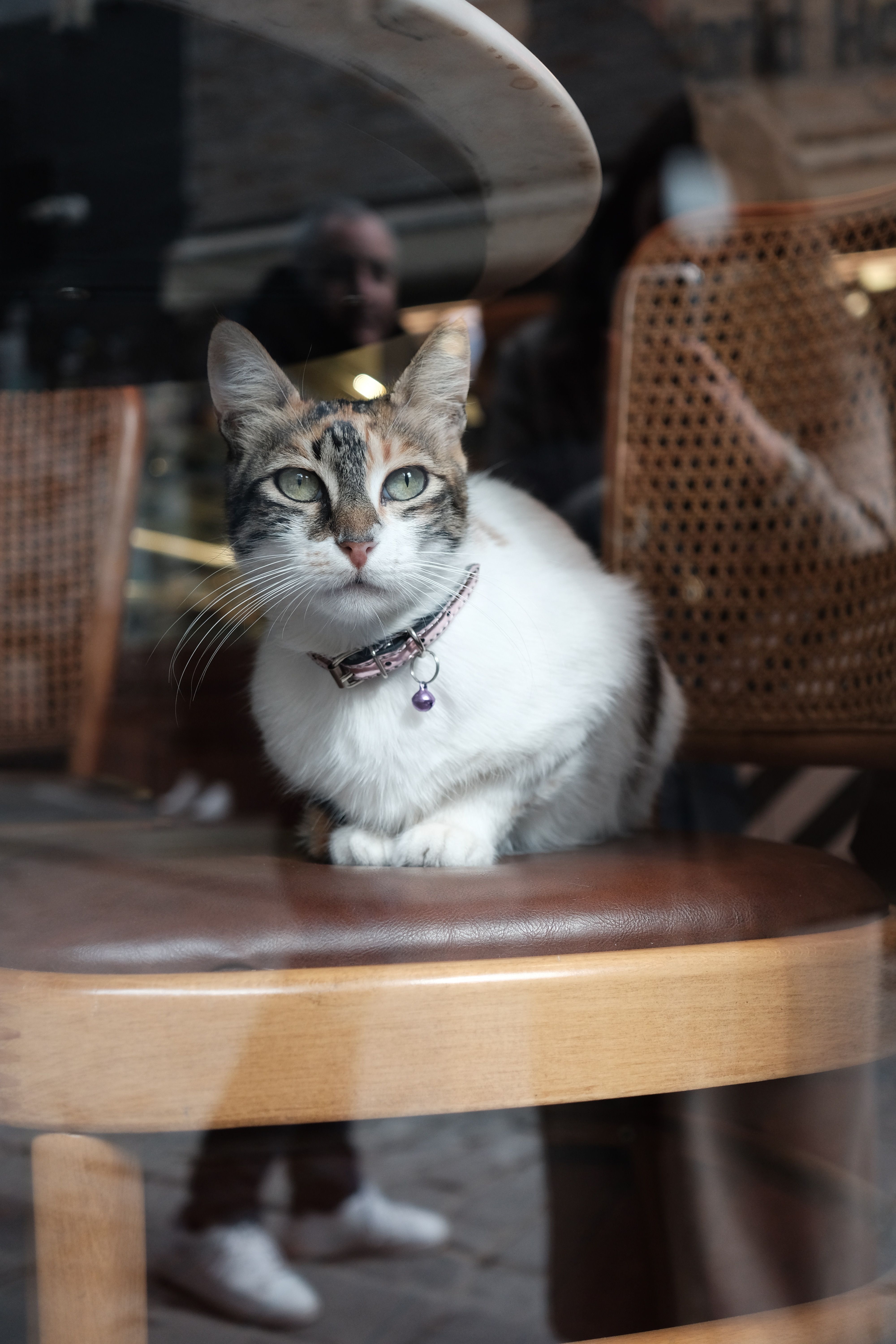 Istanbul Cats Photos, Download The BEST Free Istanbul Cats Stock Photos ...