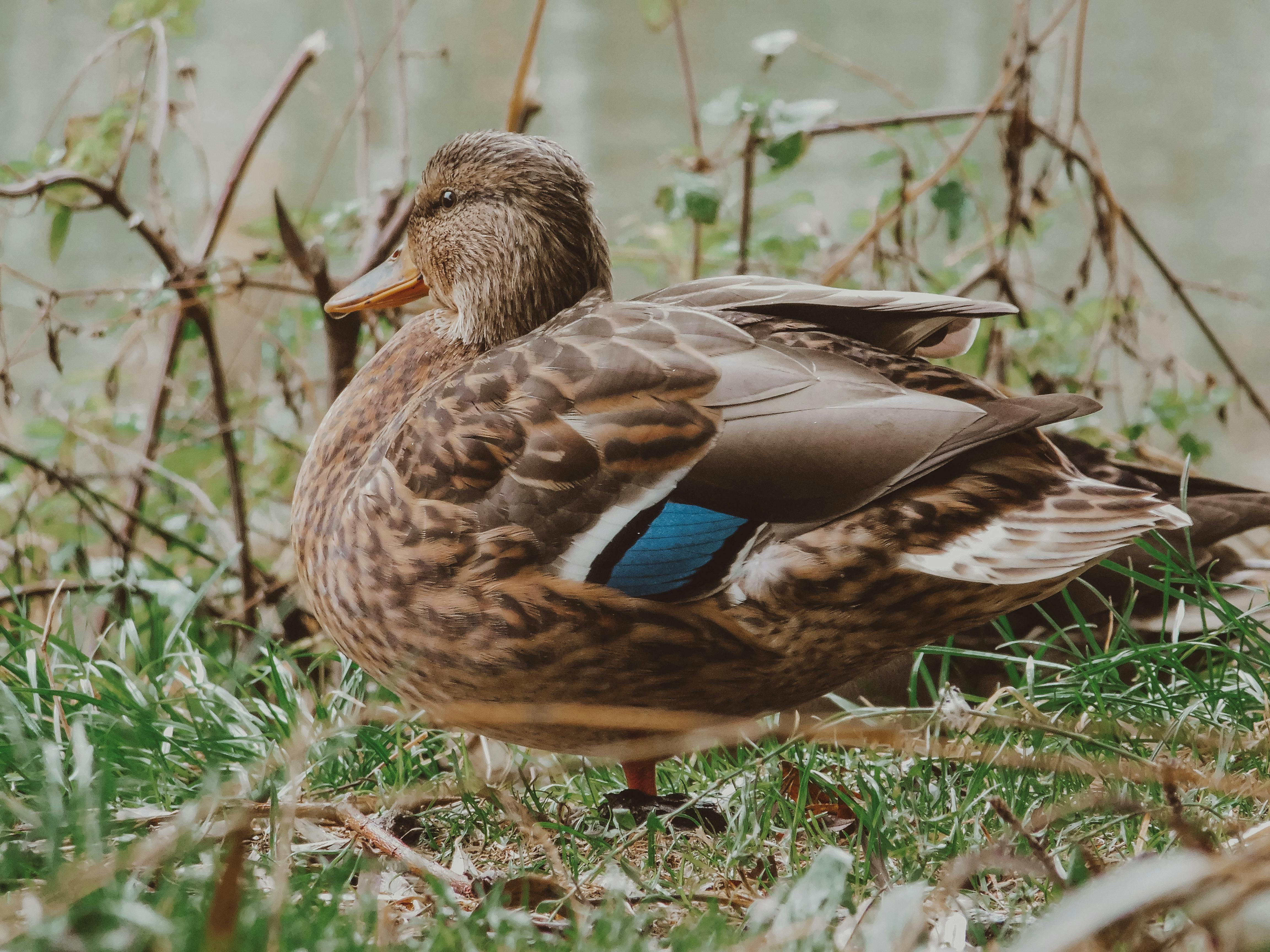 Wild Duck Resting by Lakeside in Ukraine · Free Stock Photo