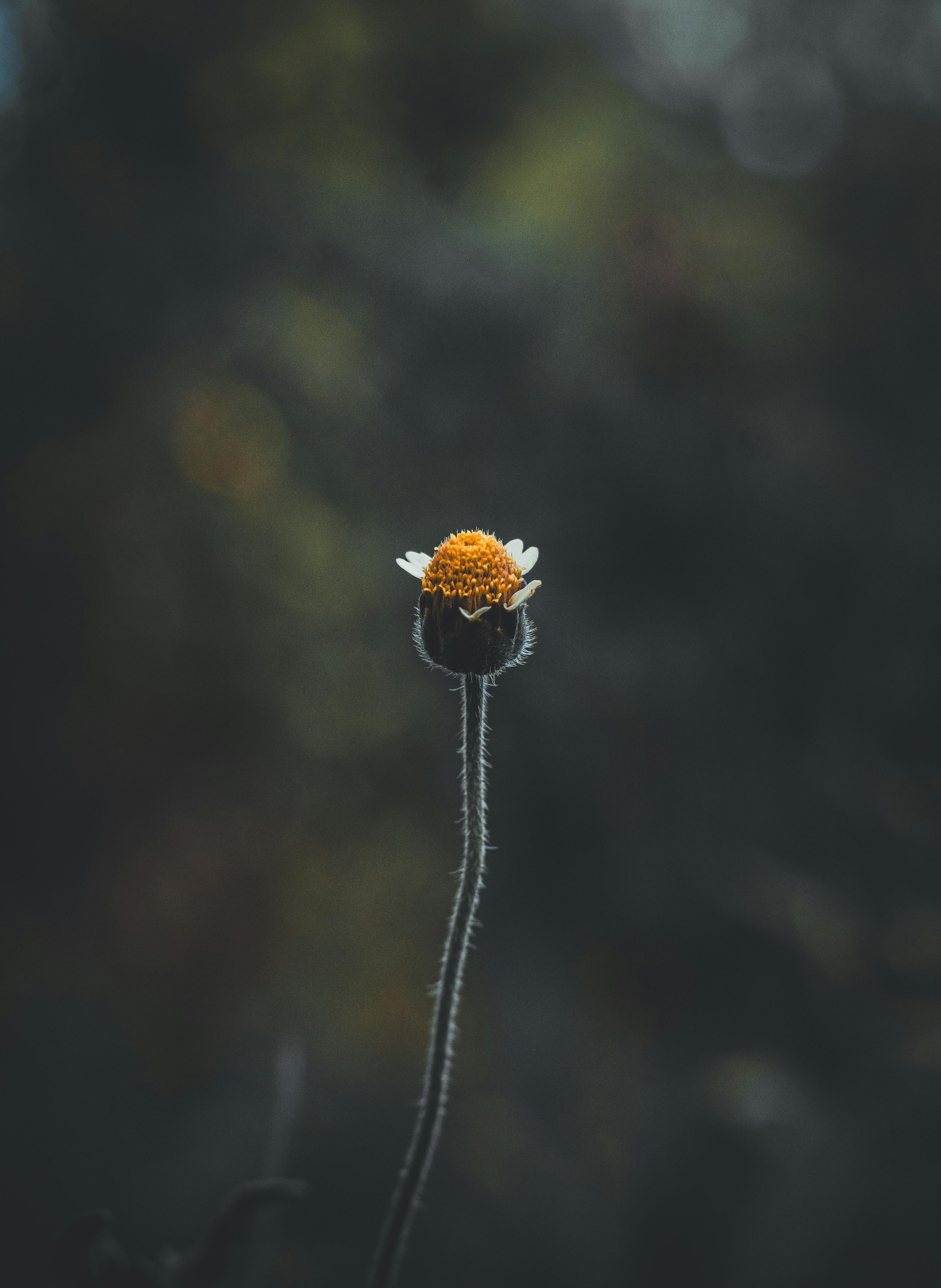 Stem Reap Background Photos, Download The BEST Free Stem Reap ...