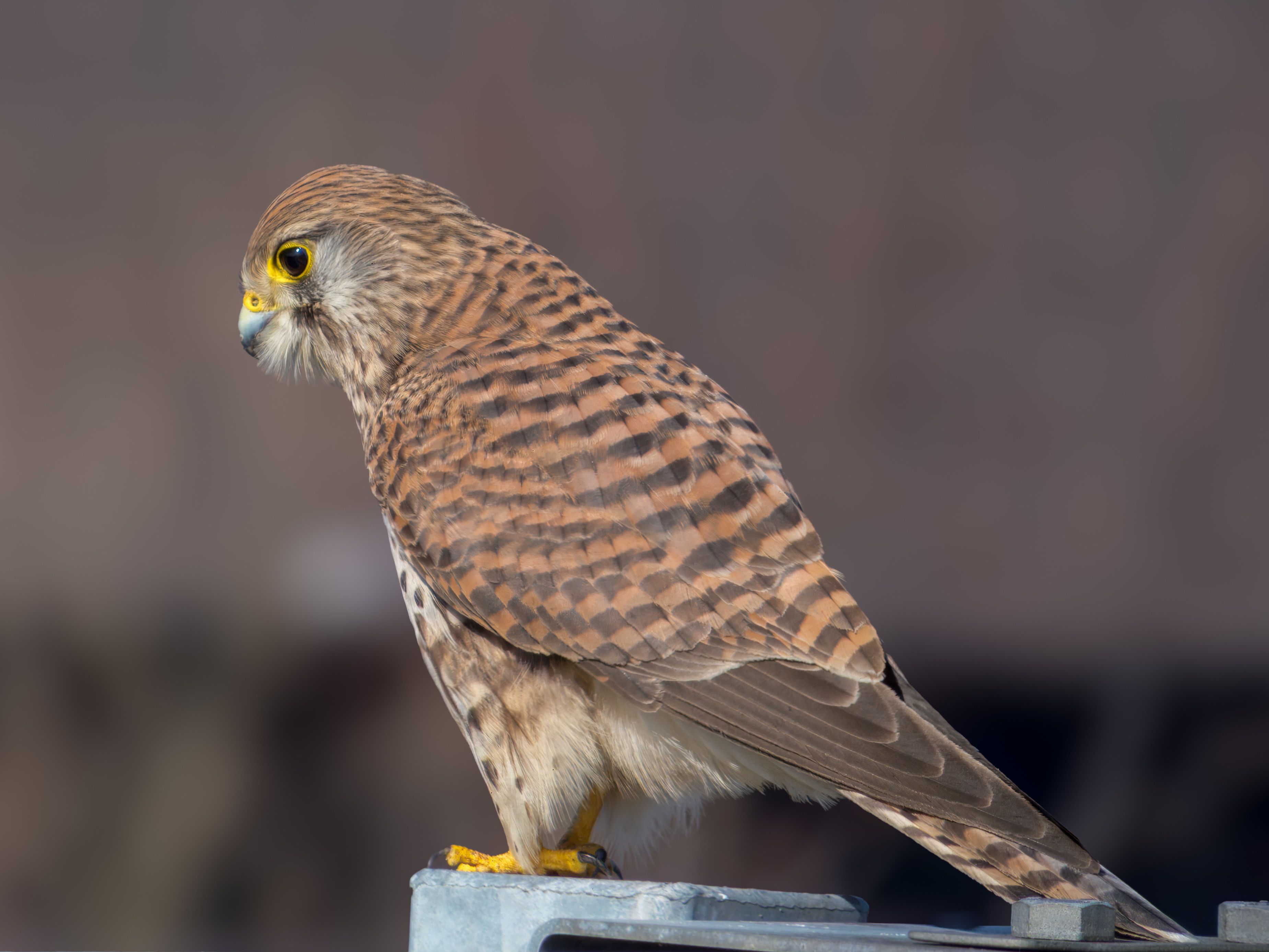 Close-up of a Common Kestrel Bird in Profile View · Free Stock Photo
