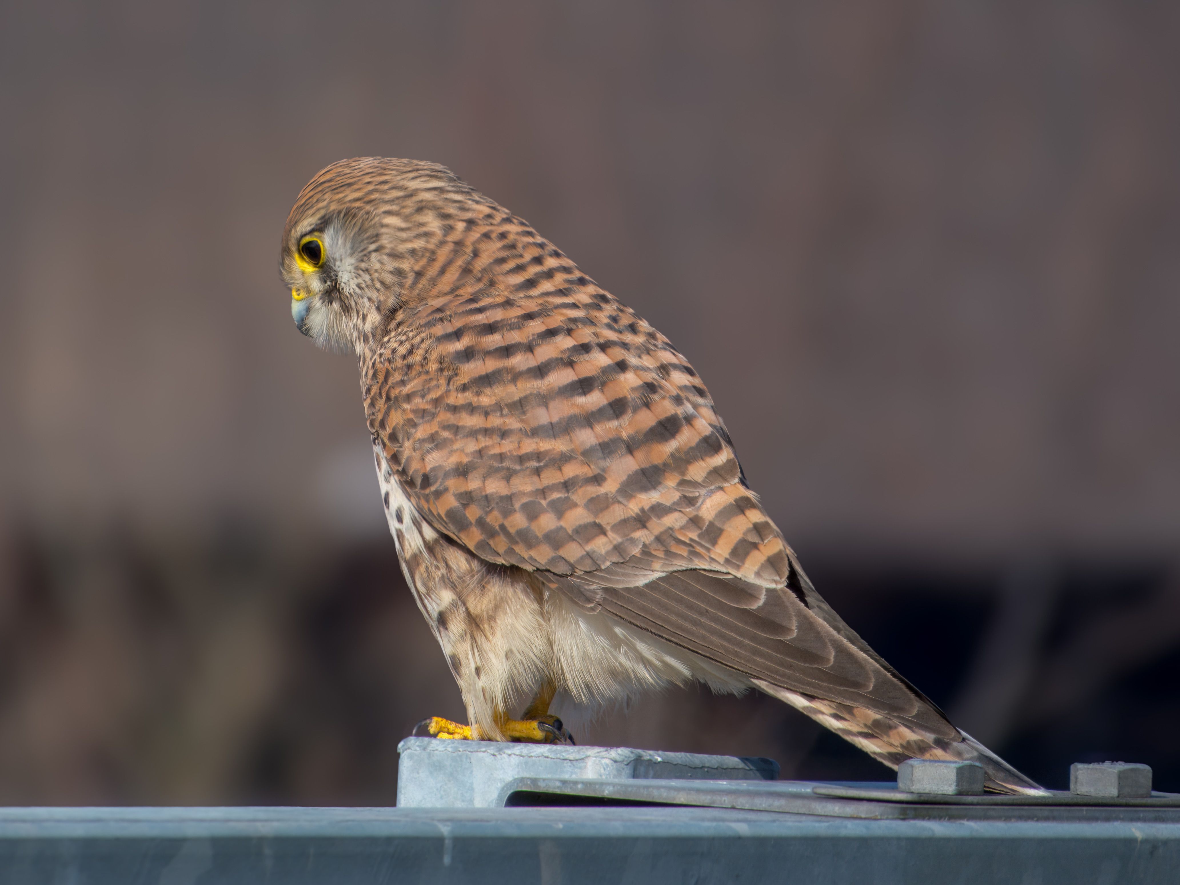 Close-up of a European Kestrel Perching · Free Stock Photo